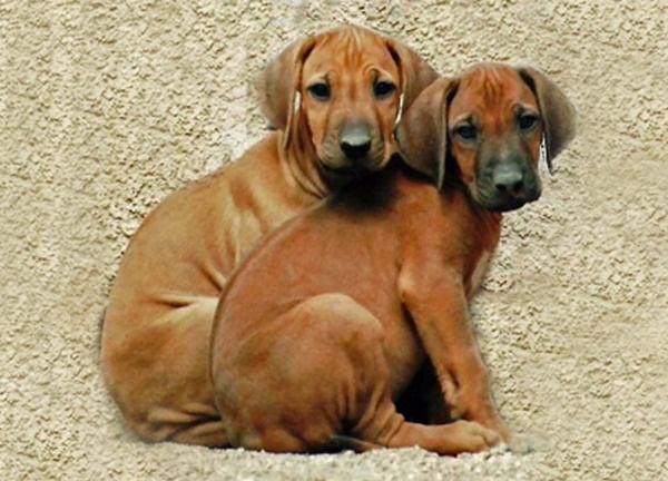 LionRidge Rhodesian Ridgebacks in Colorado | Rhodesian Ridgeback ...
