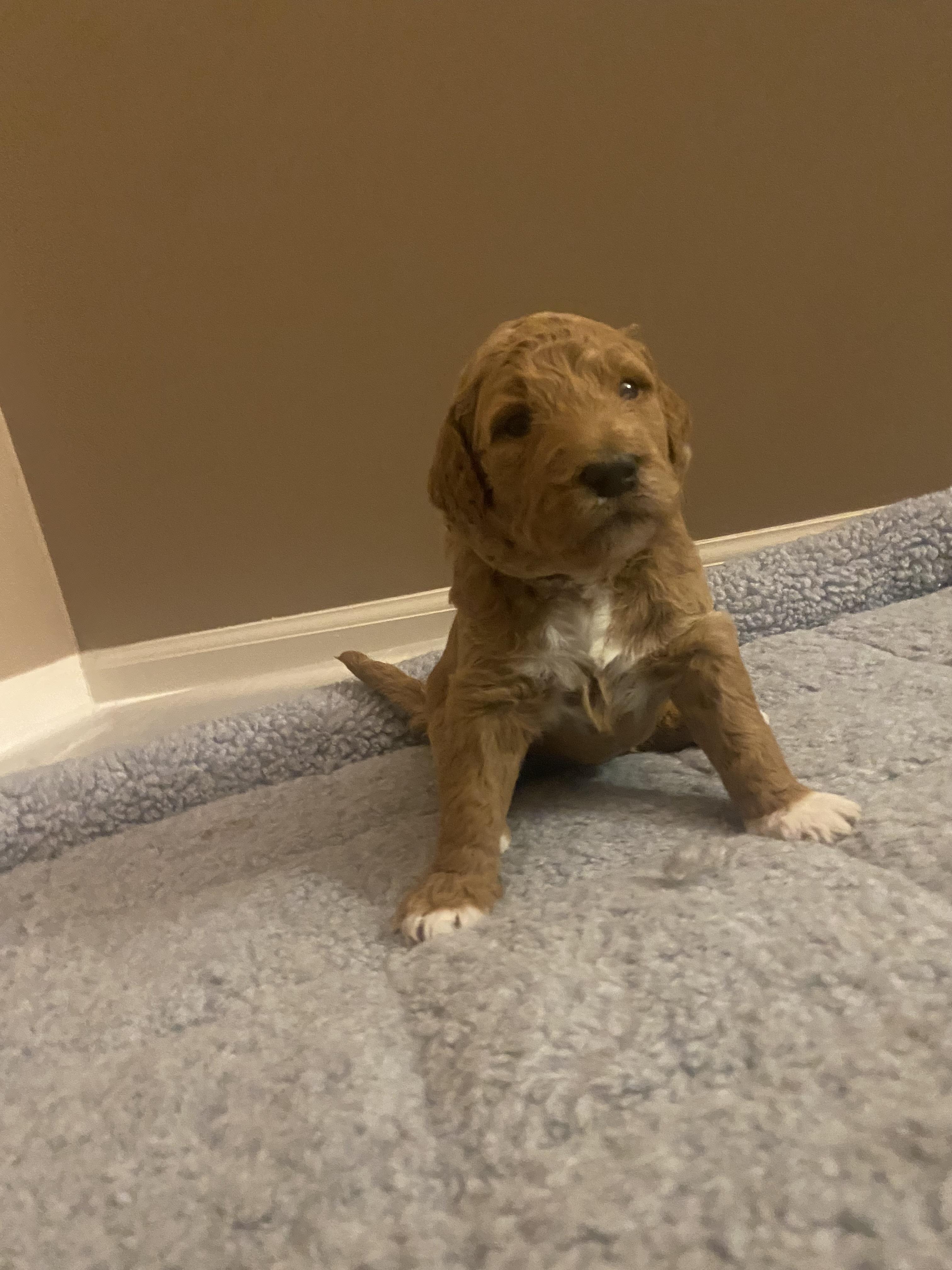 Aloha Doodles in Michigan | Goldendoodle puppies | Good Dog