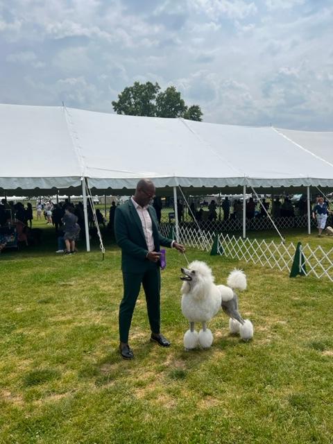 JuVar Standard Poodles in New Jersey | Poodle puppies | Good Dog