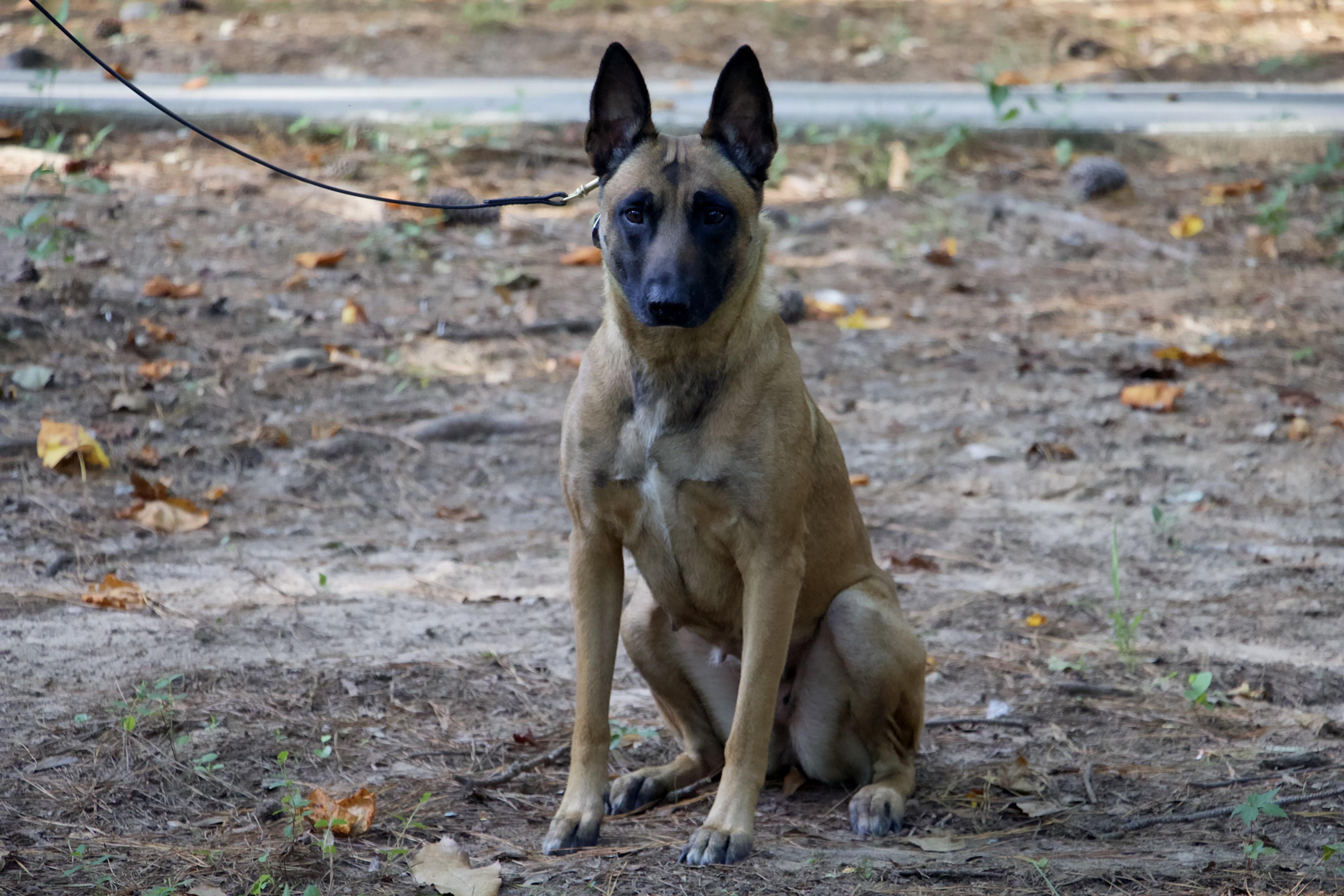 Dixe Hill Dogs in Georgia | Belgian Malinois and Boston Terrier puppies ...