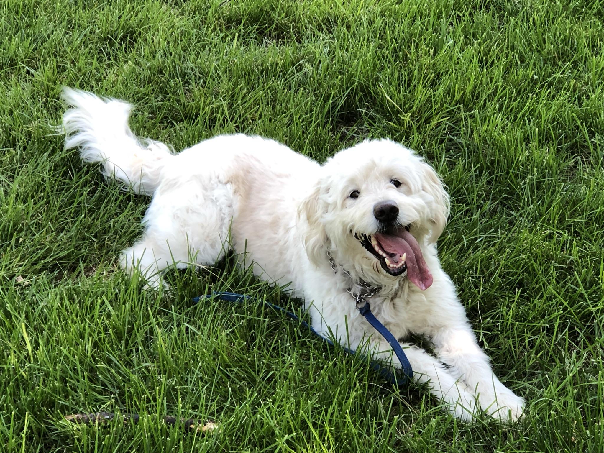 Bianca Bleu Goldendoodles in Florida | Goldendoodle puppies | Good Dog