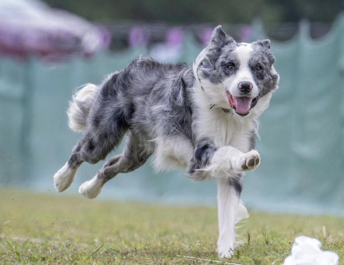 Evolution Sport Dogs in Alabama | Border Collie and Papillon puppies ...