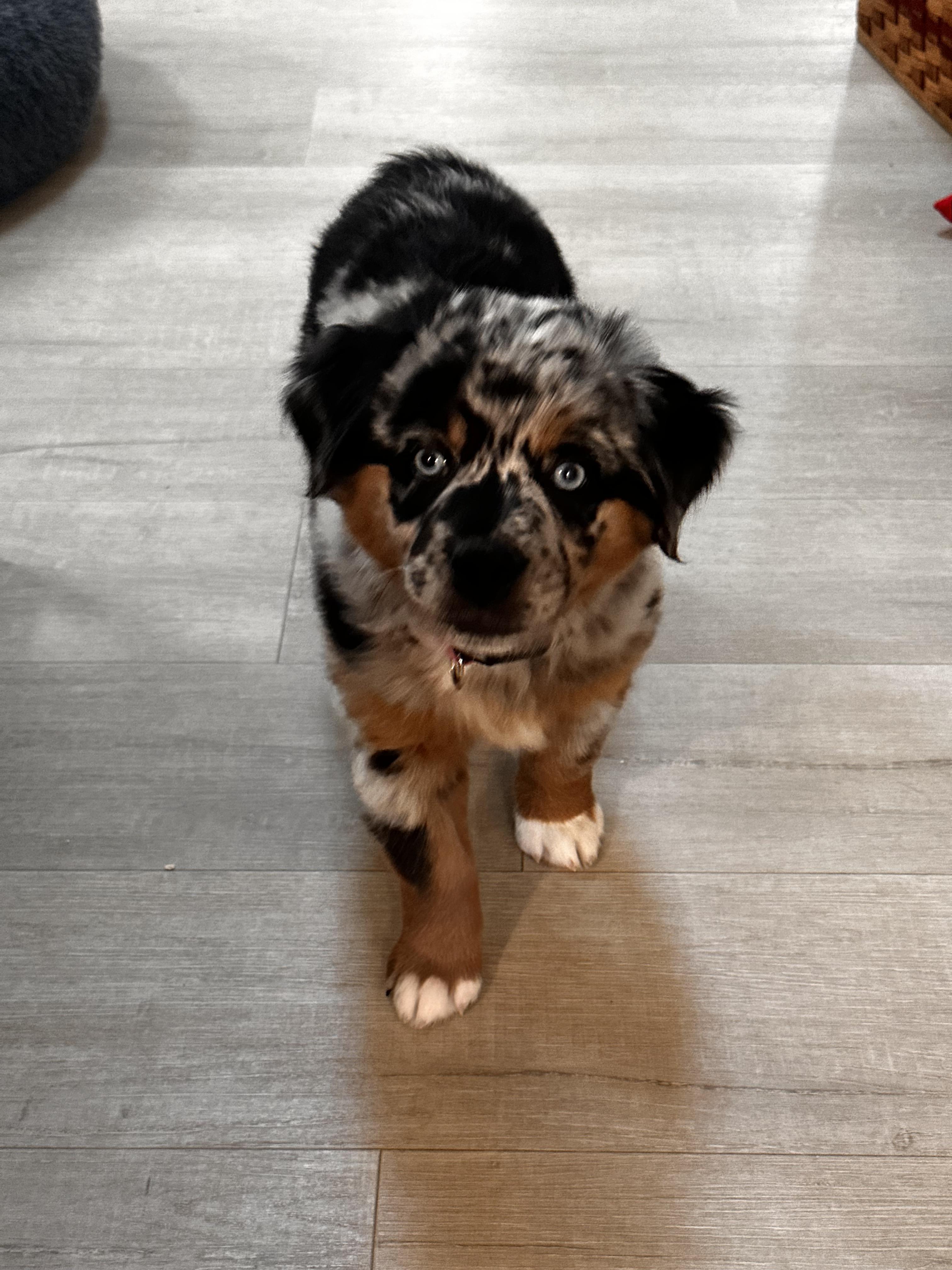 Forever Aussies and A Doodle in Indiana | Miniature Australian Shepherd ...
