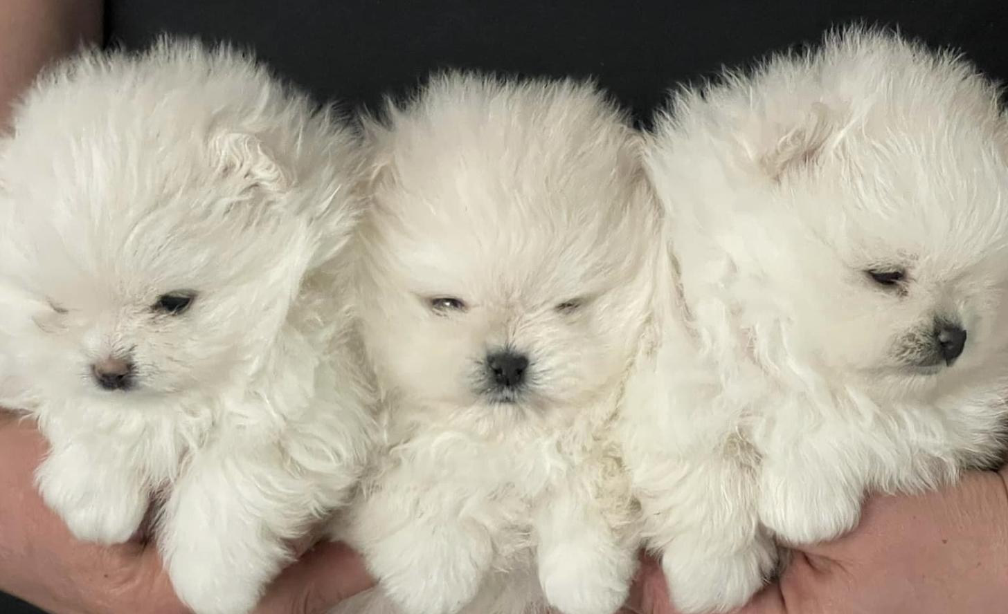 Sun Flower Pom in Arizona | Pomeranian puppies | Good Dog