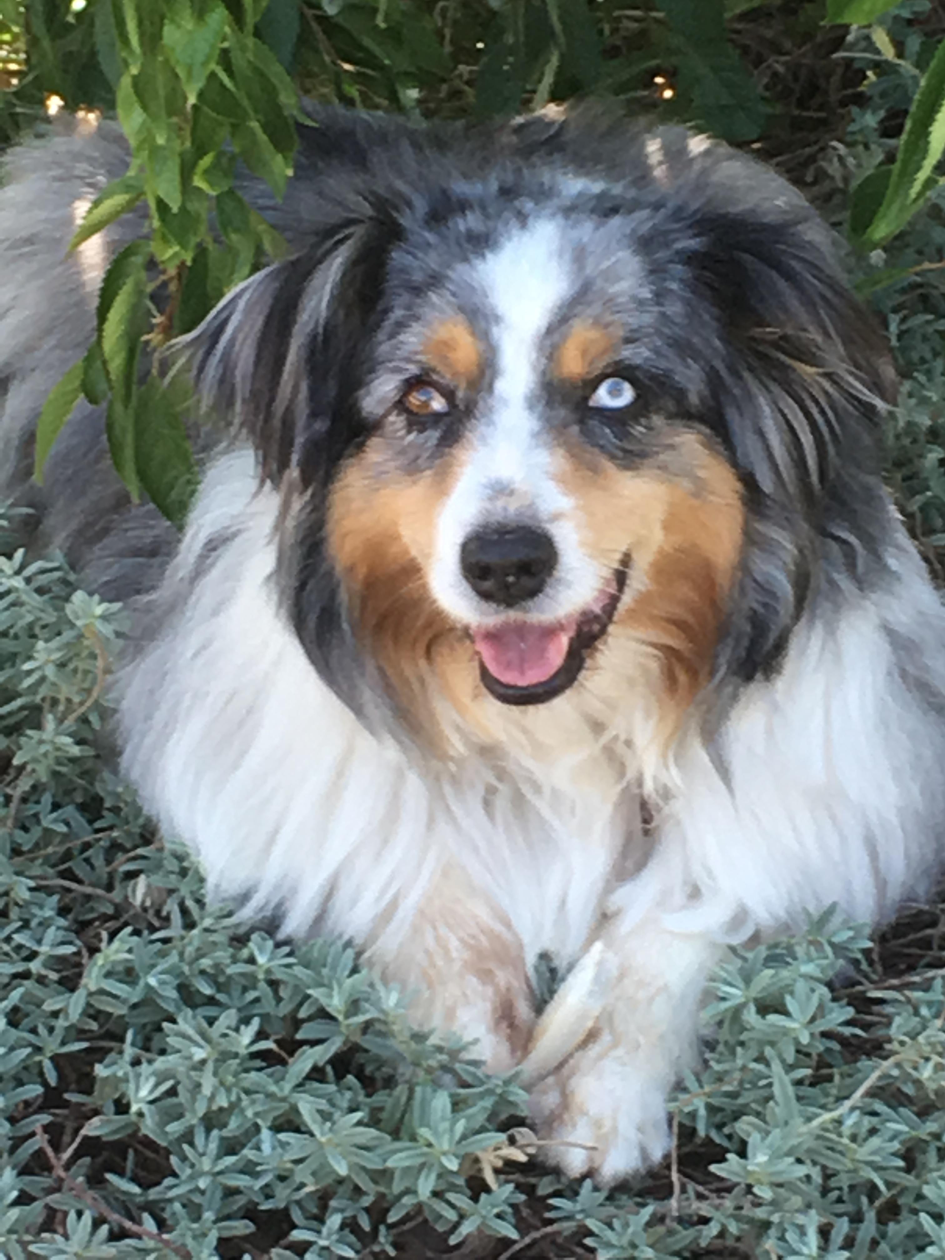 Donati Ranch Mini American Shepherds in California | Miniature American ...
