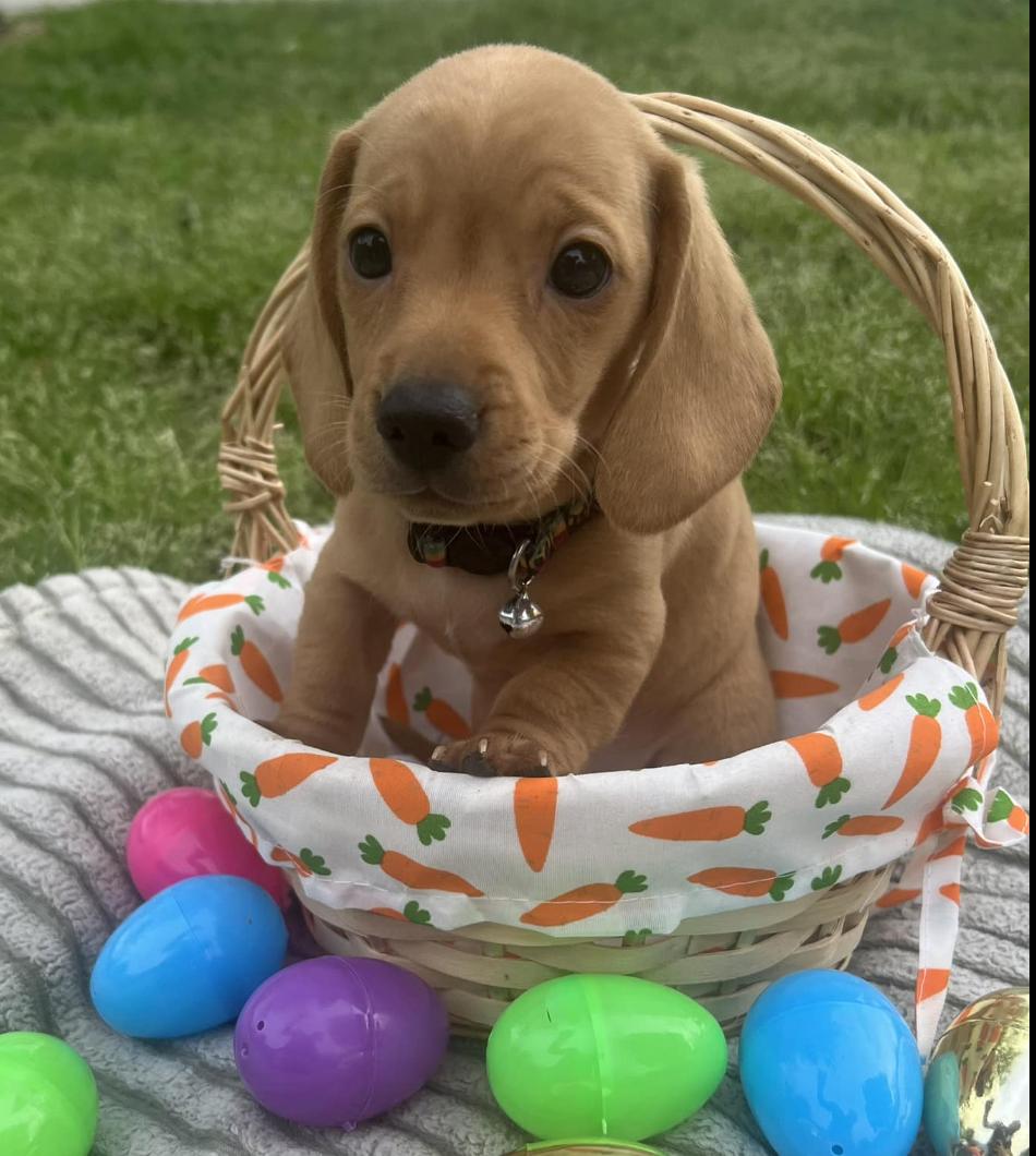 Reeves Dashing-Hounds in Texas | Dachshund puppies | Good Dog