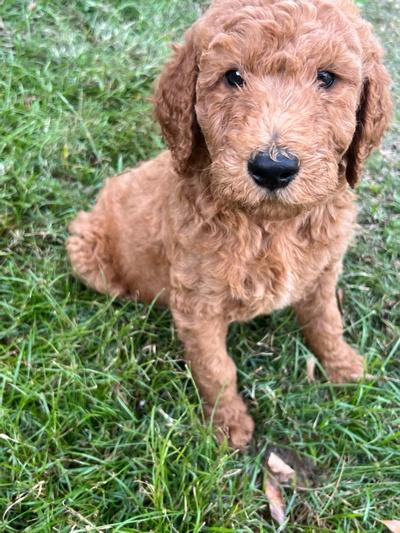Howl at the Moon Standard Poodles in Texas | Poodle puppies | Good Dog