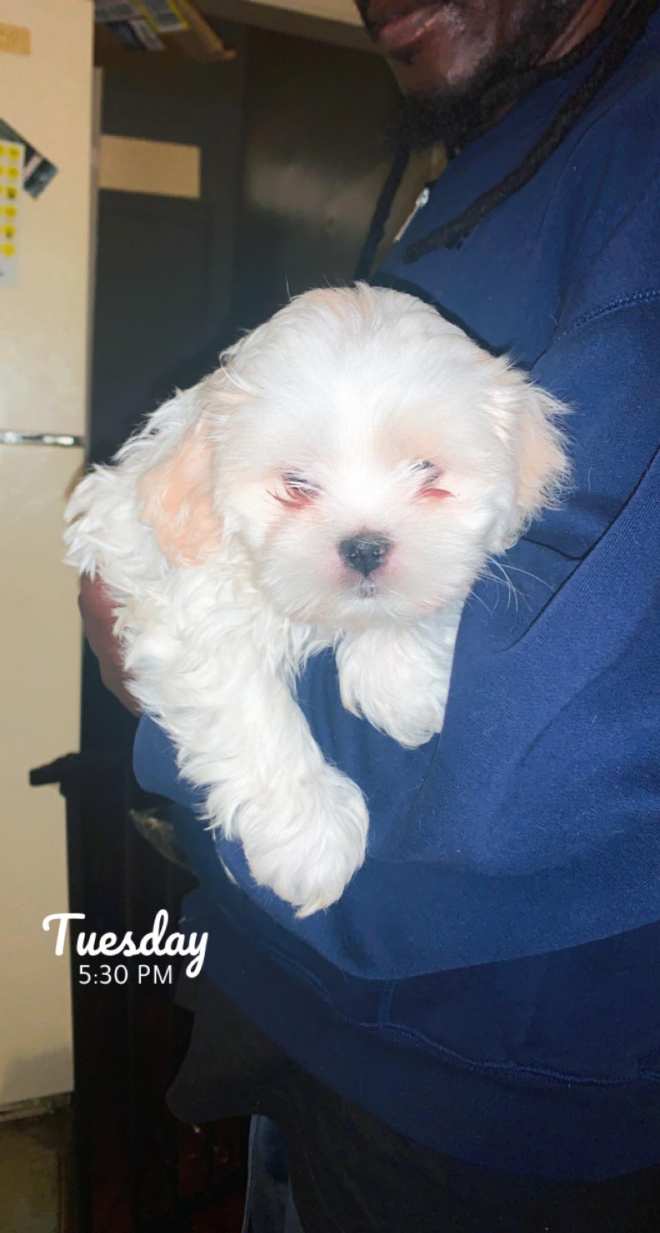 Booshie the Breeder in Maryland | Shih Tzu puppies | Good Dog