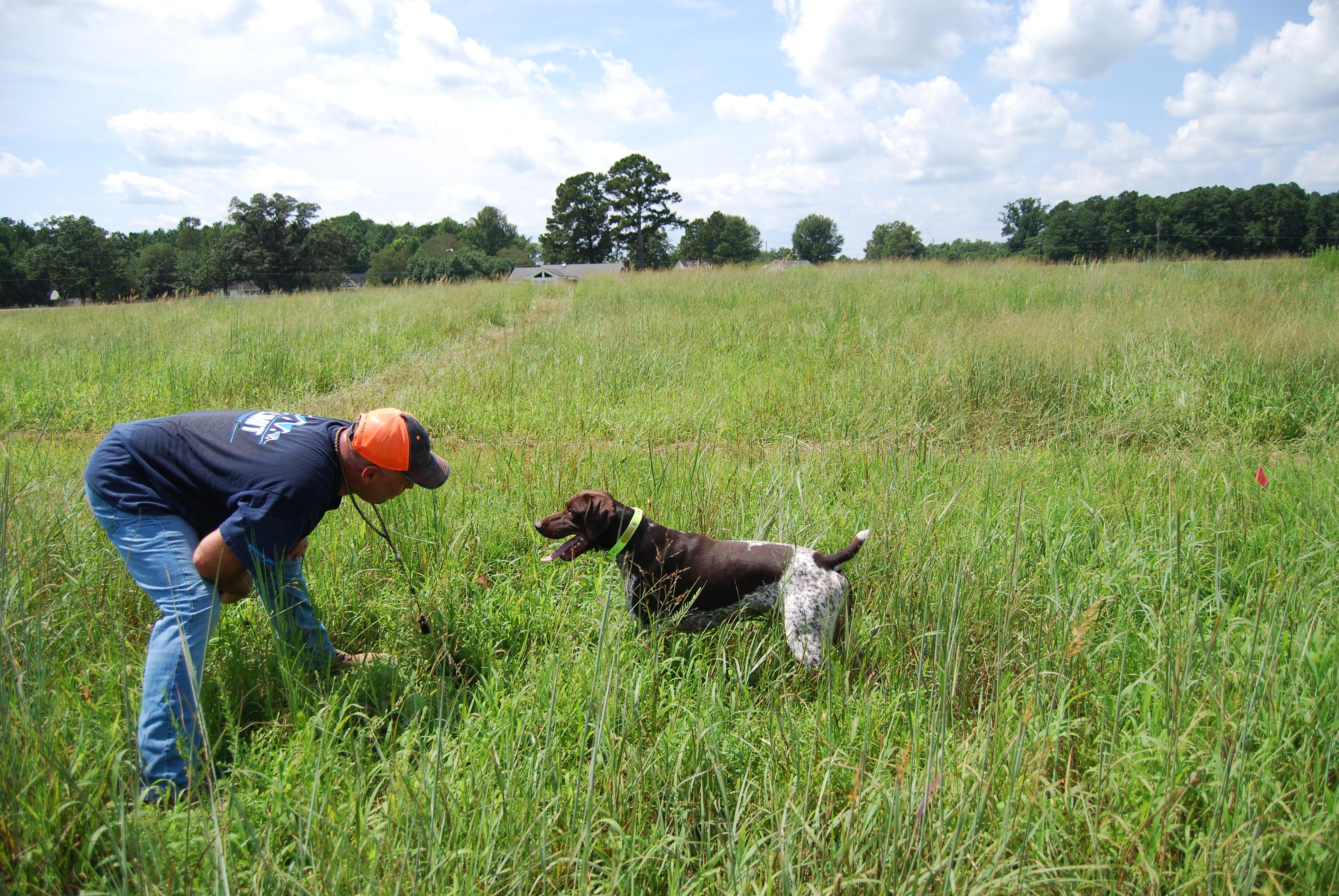 Calico Kennels in North Carolina | German Shorthaired Pointer puppies ...