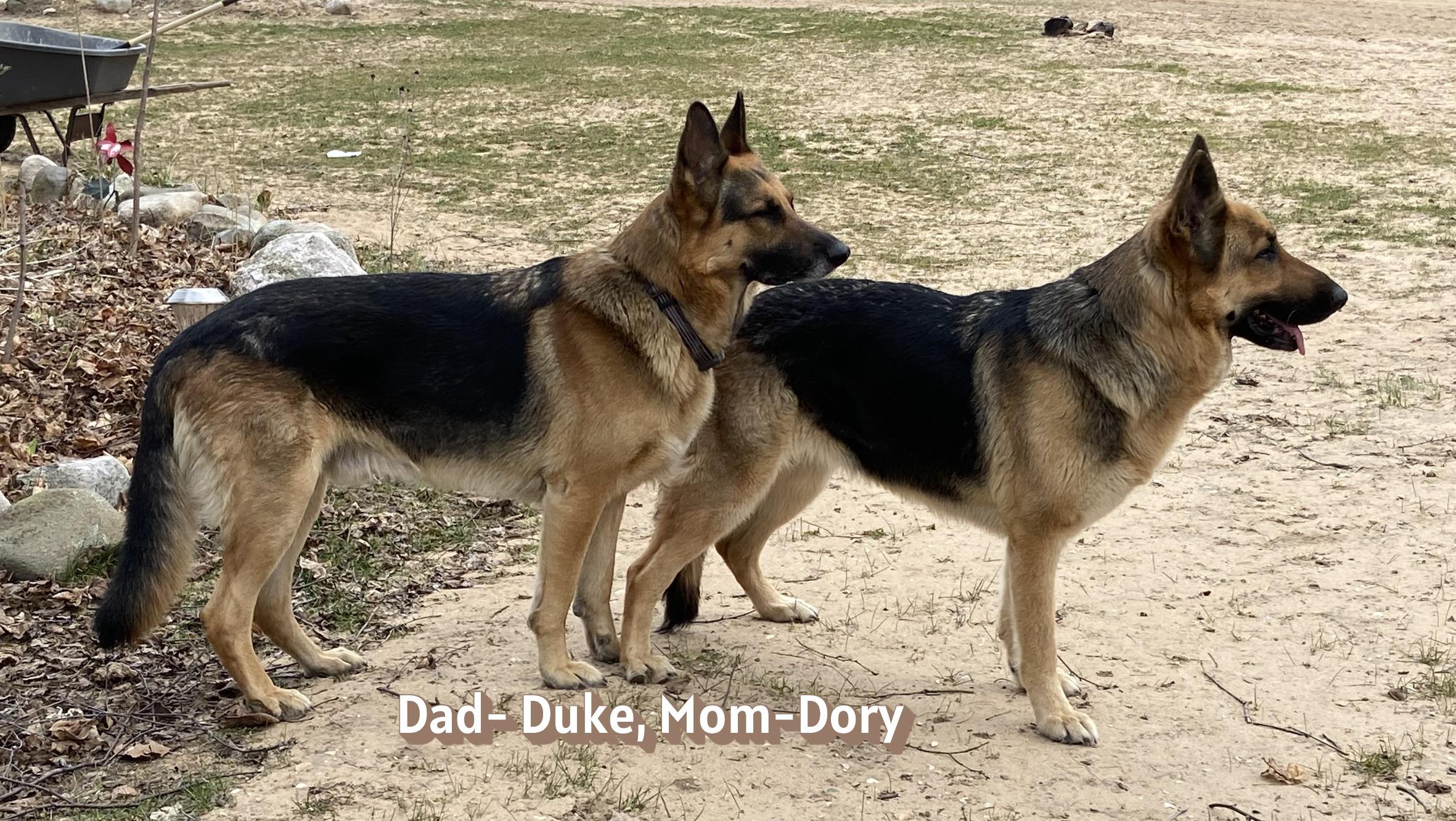 Osborn's Country German Shepherds in Michigan | German Shepherd puppies ...