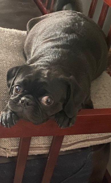 Pug Puppers in Florida | Pug puppies | Good Dog