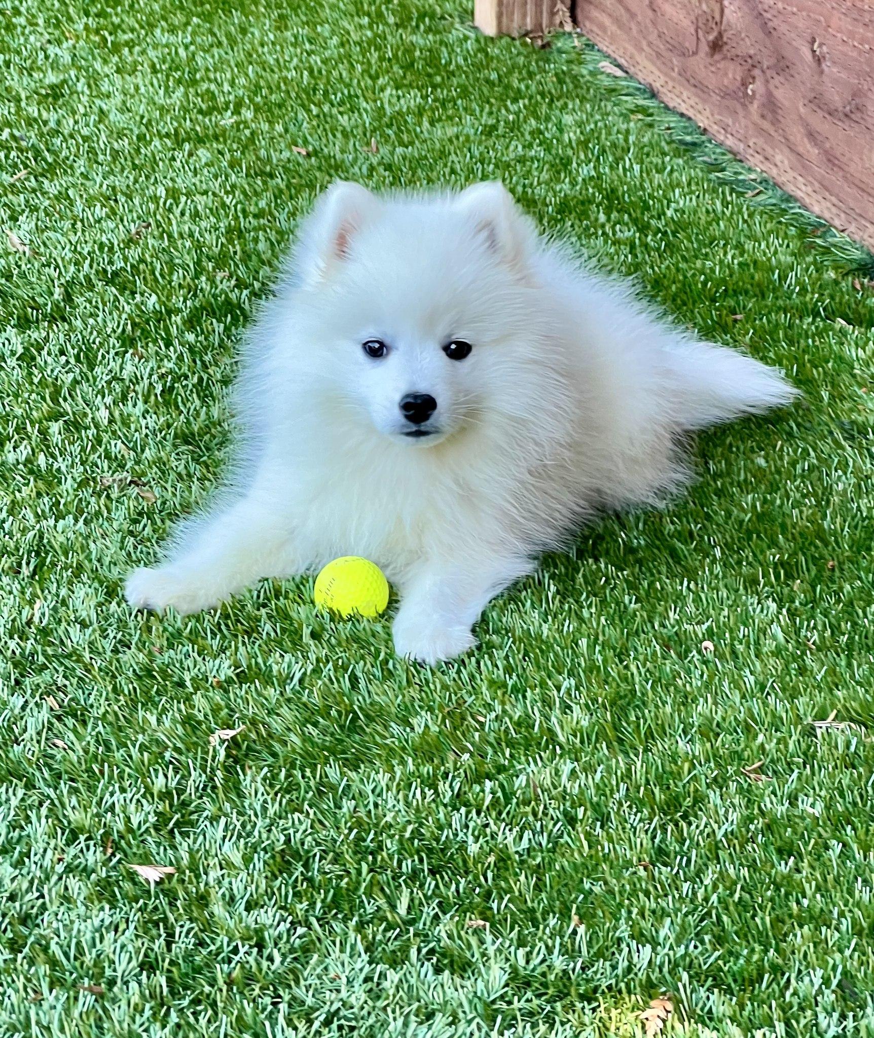 Excalibur Japanese Spitz in California | Japanese Spitz puppies | Good Dog