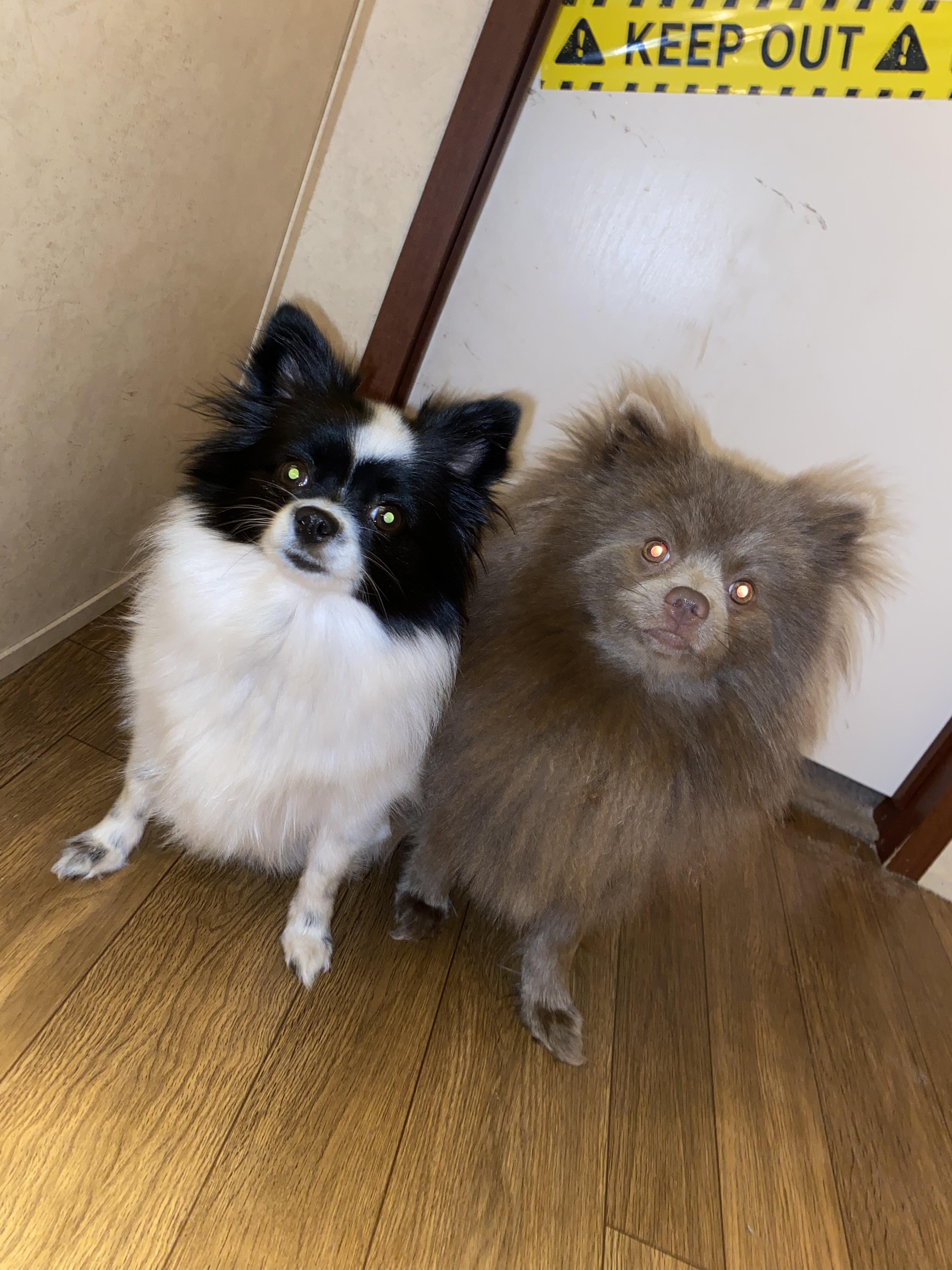 Krazzy Pommys in Louisiana | Pomeranian puppies | Good Dog