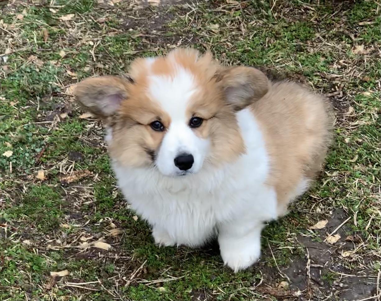 Cross t Corgi farm in Texas | Pembroke Welsh Corgi puppies | Good Dog