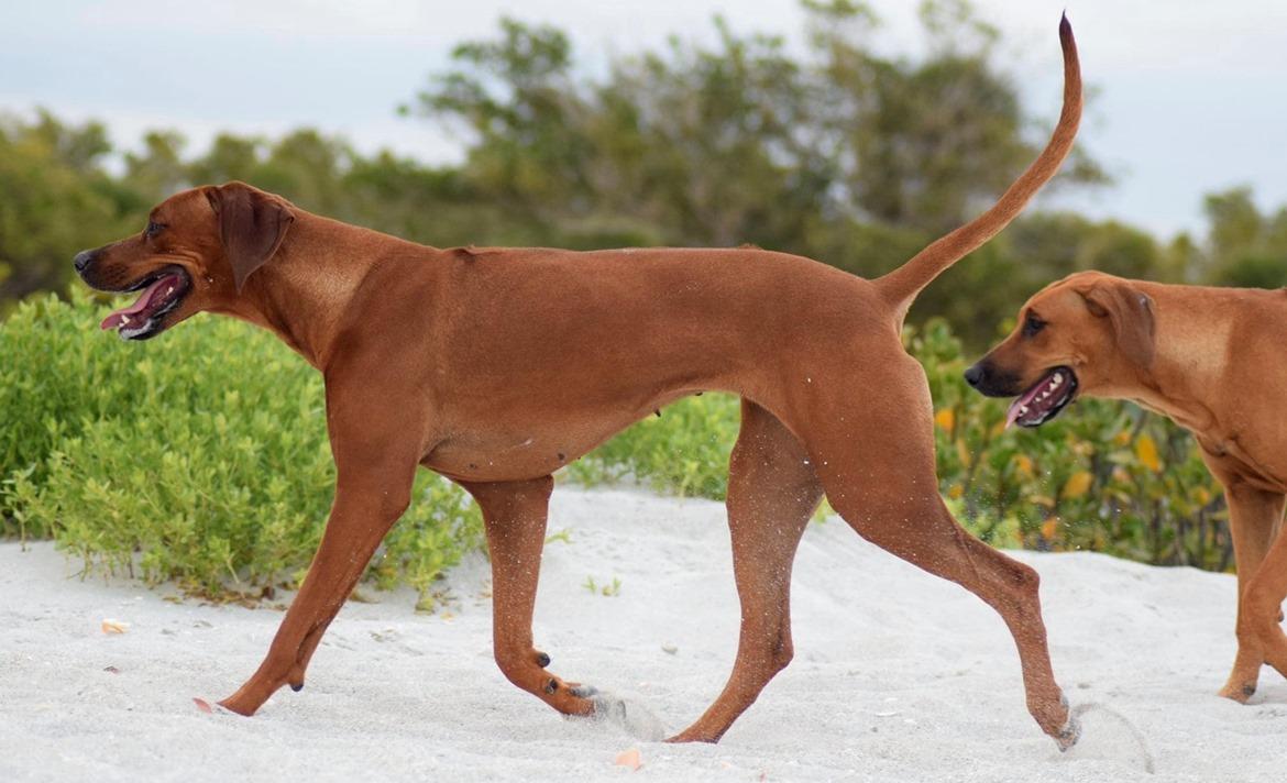 LoRO in Florida | Rhodesian Ridgeback puppies | Good Dog
