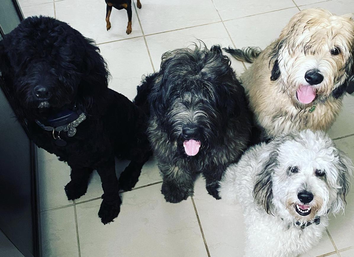 The Dood Effect in Florida | Goldendoodle puppies | Good Dog