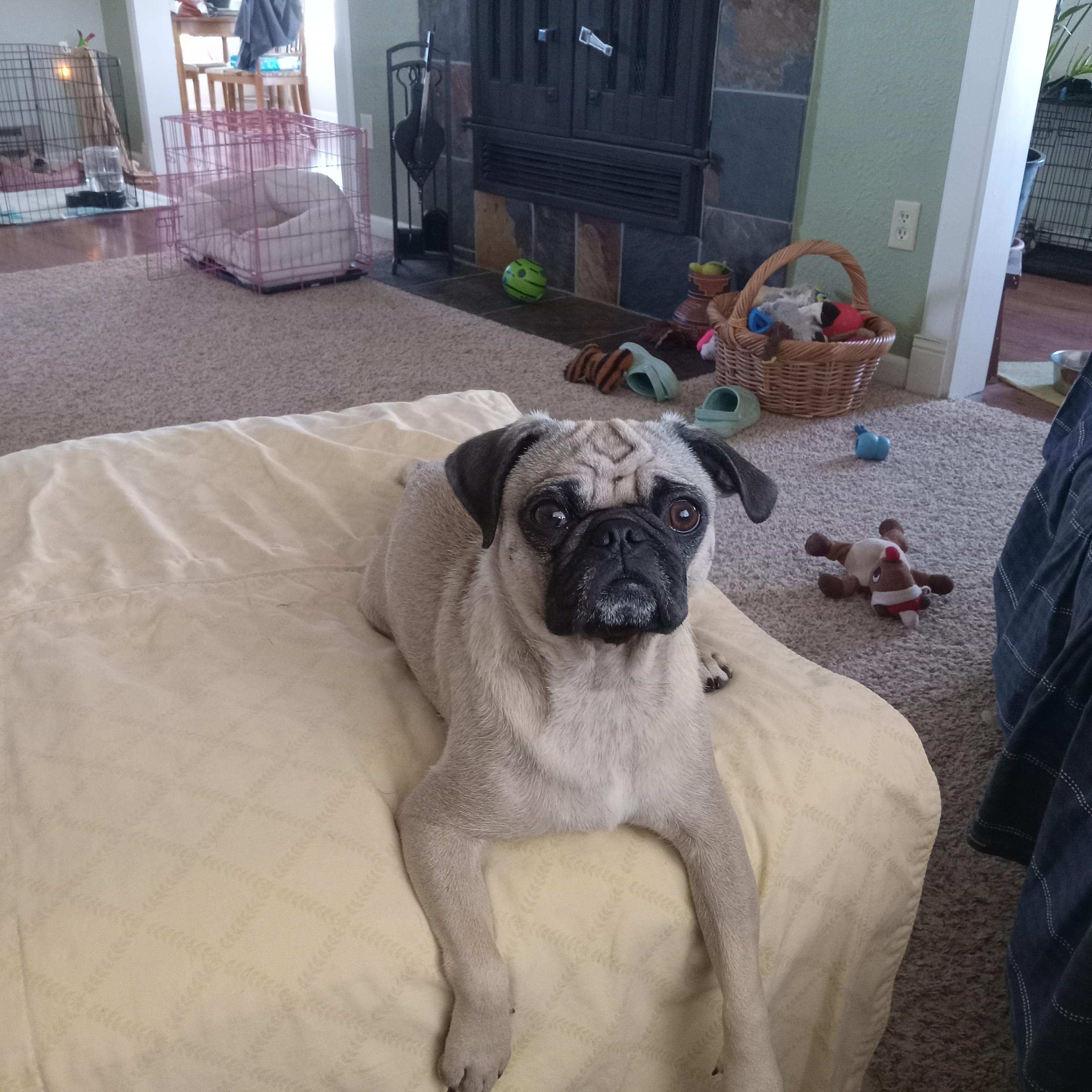 Agape Pugs in Arizona | Pug puppies | Good Dog