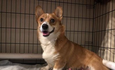 MJ's Corgis in California | Pembroke Welsh Corgi puppies | Good Dog