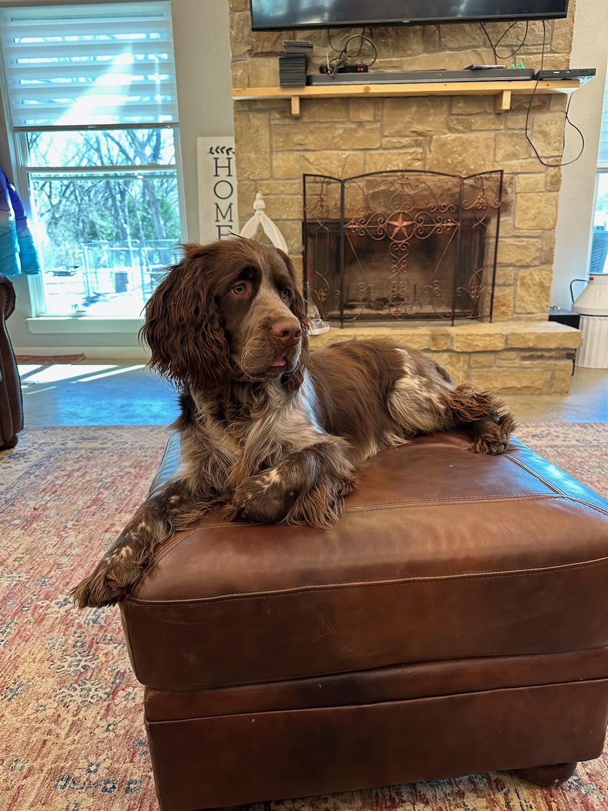 Lollipop Paws in Texas | Cavapoo and English Springer Spaniel puppies ...