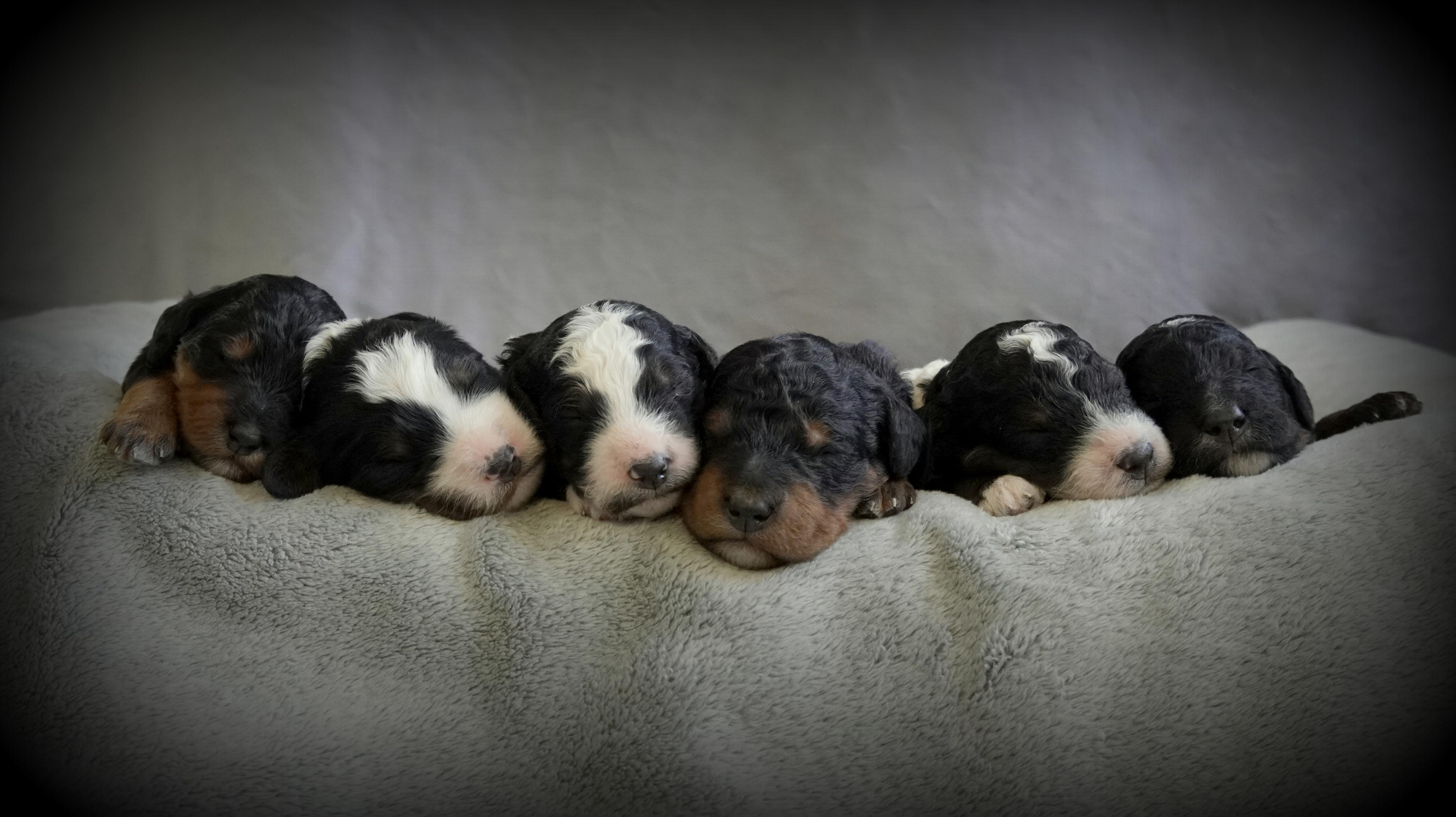 Knudsen Pups in Minnesota | Bernedoodle puppies | Good Dog