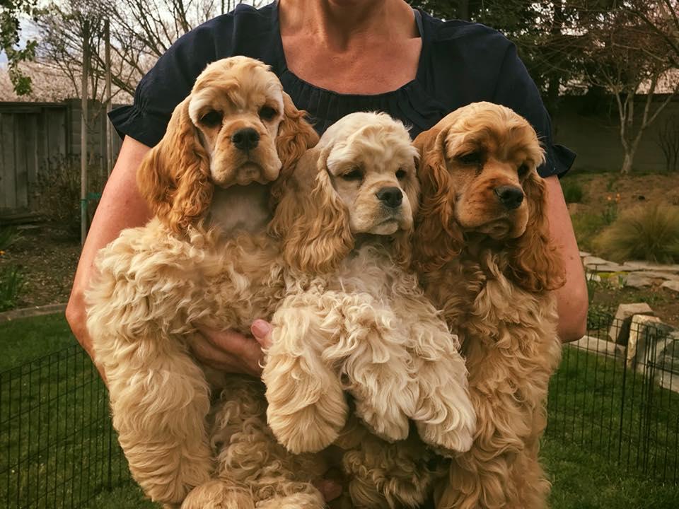 Timeless Cockers in California | Cocker Spaniel puppies | Good Dog