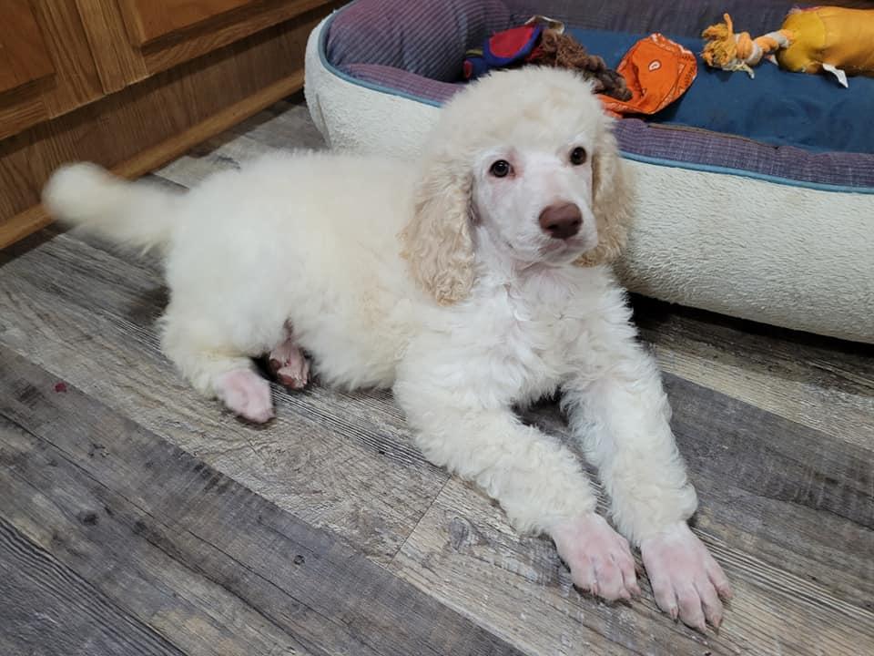 Fancy Smantzy Poodles in Tennessee | Poodle puppies | Good Dog