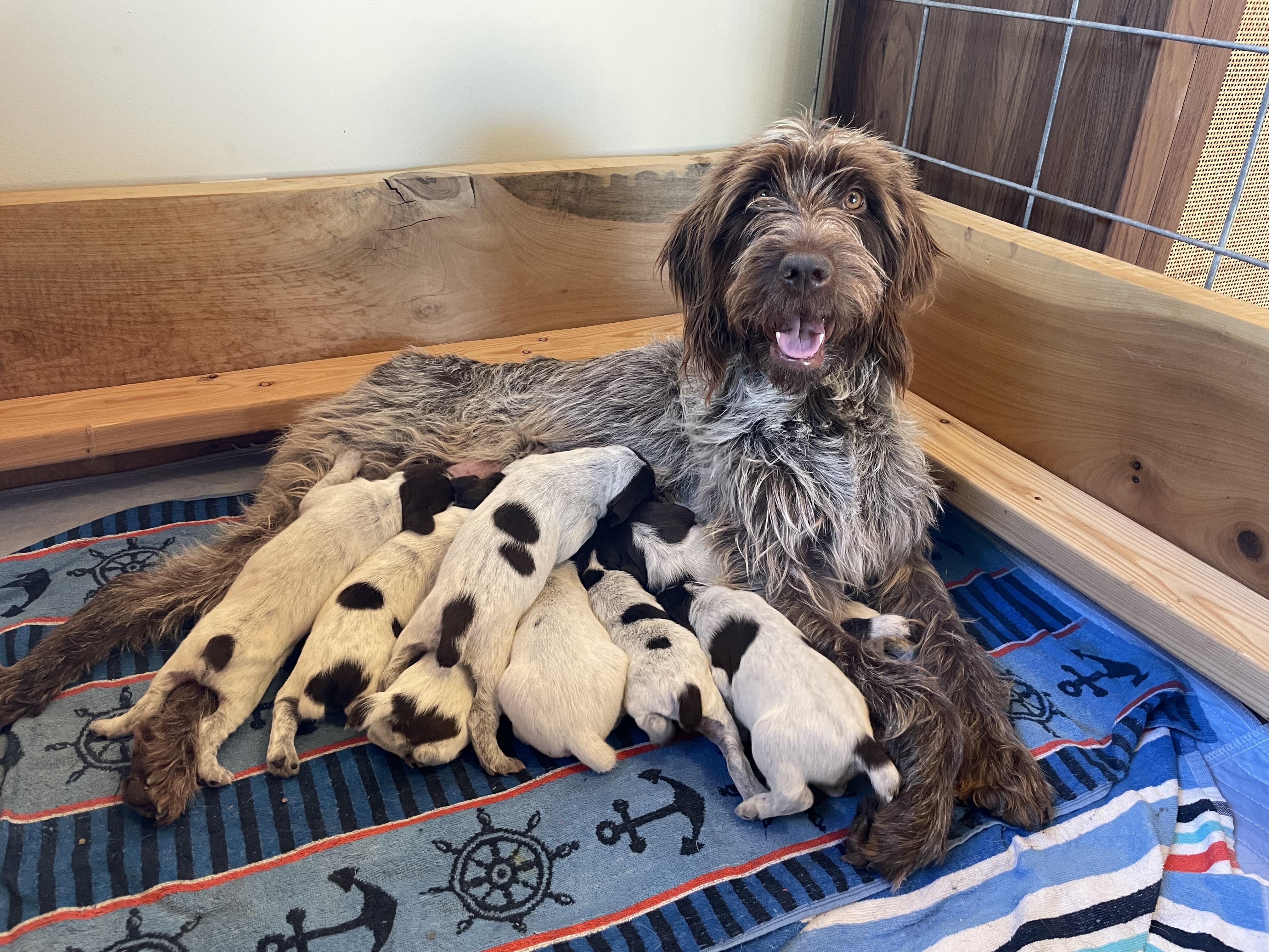 DOGS COUNTRY GRIFFS in Colorado | Wirehaired Pointing Griffon puppies ...