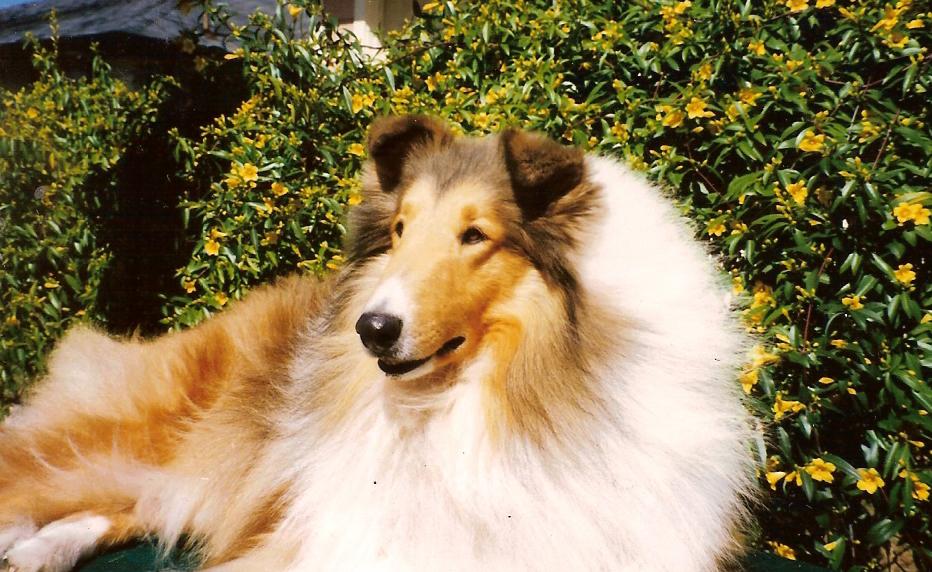 SHOWBOAT COLLIES in Louisiana | Collie puppies | Good Dog