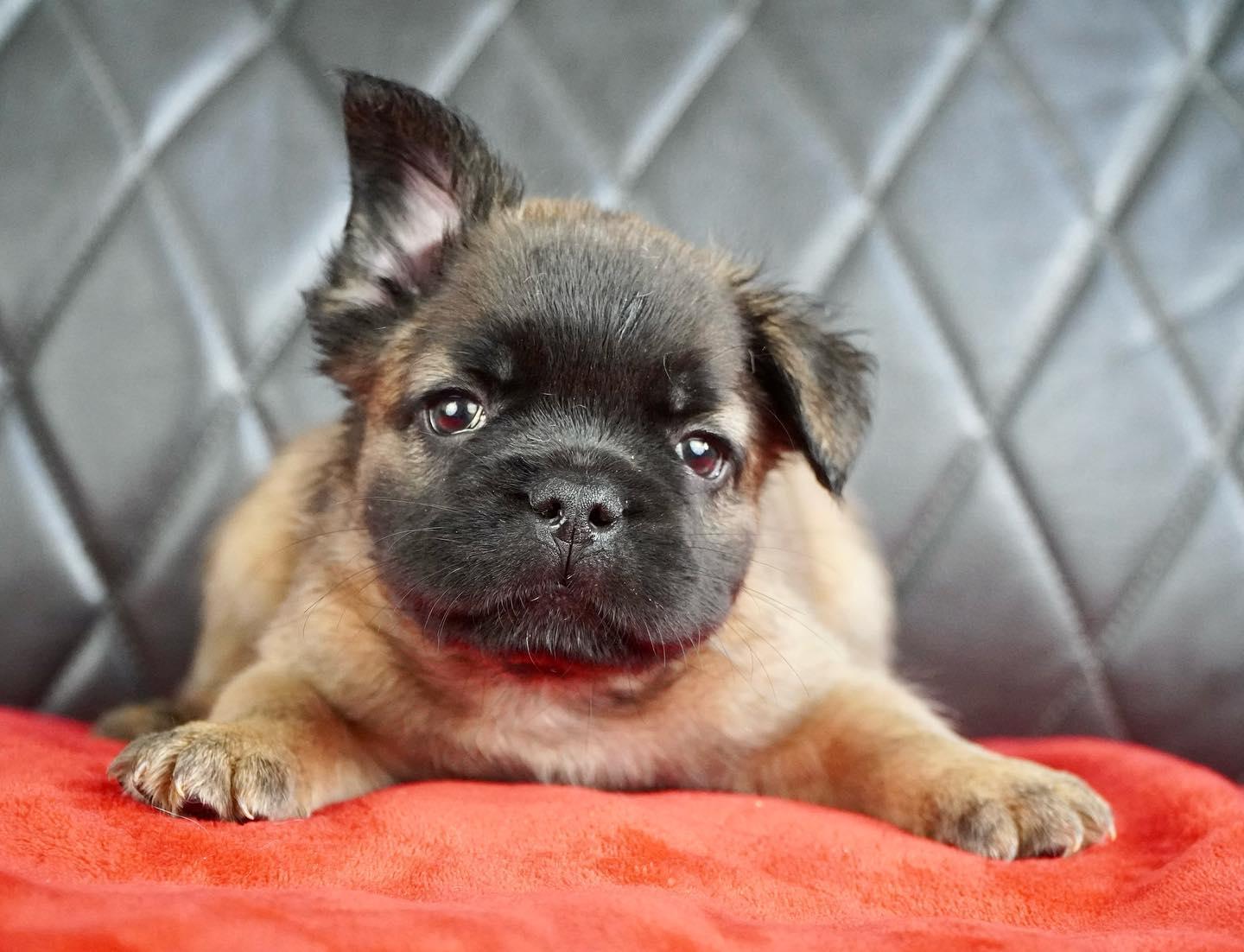 The Exotic Frenchie Lab in Florida | French Bulldog puppies | Good Dog