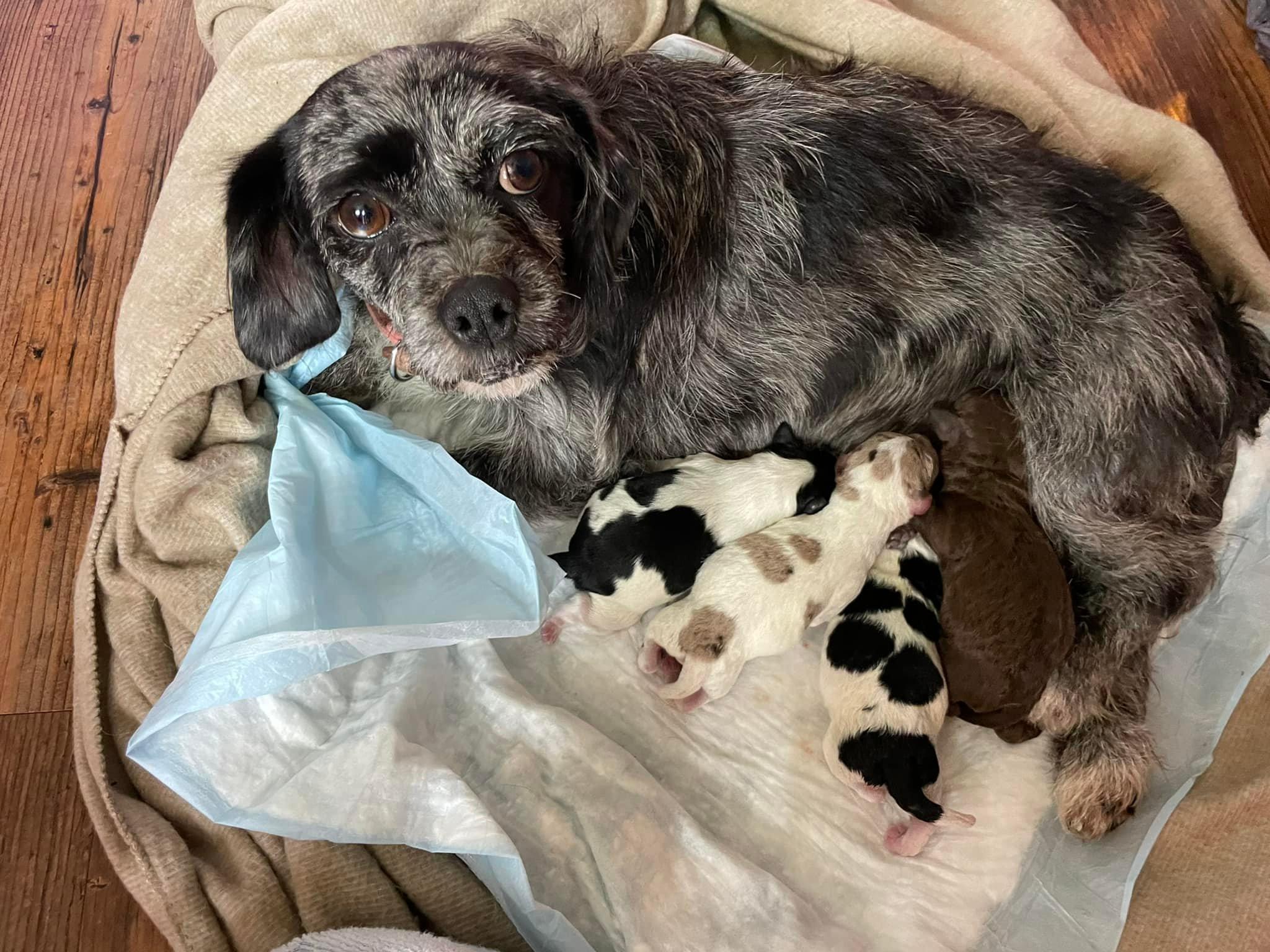 Cutie Poos in Ohio | Cockapoo puppies | Good Dog