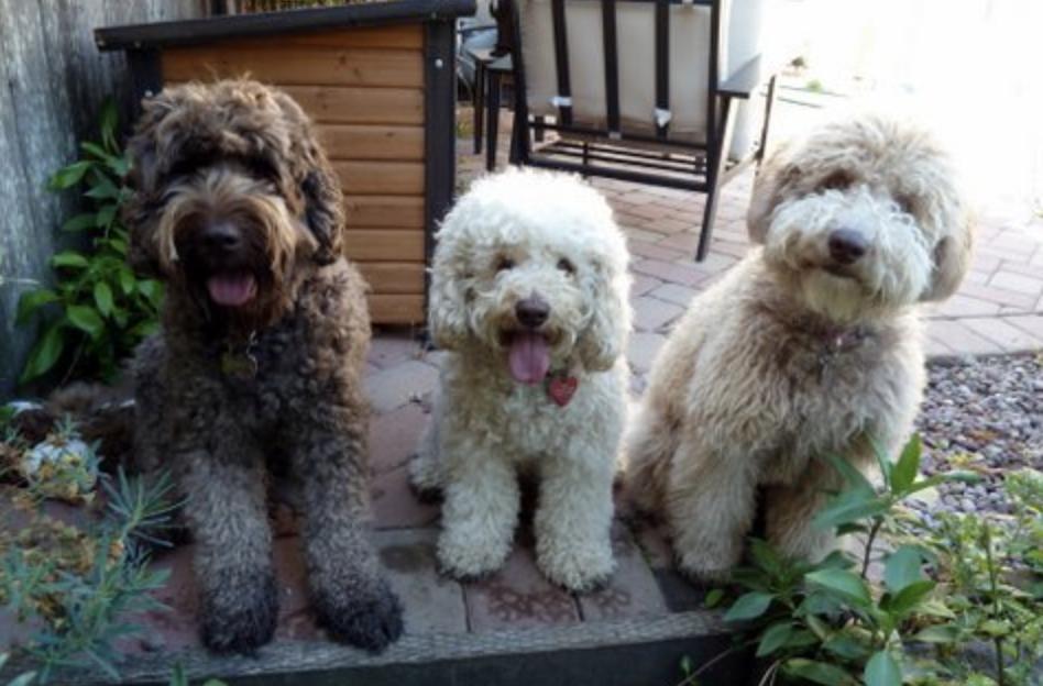 Golden Gate Australian Labradoodles in California | Australian ...