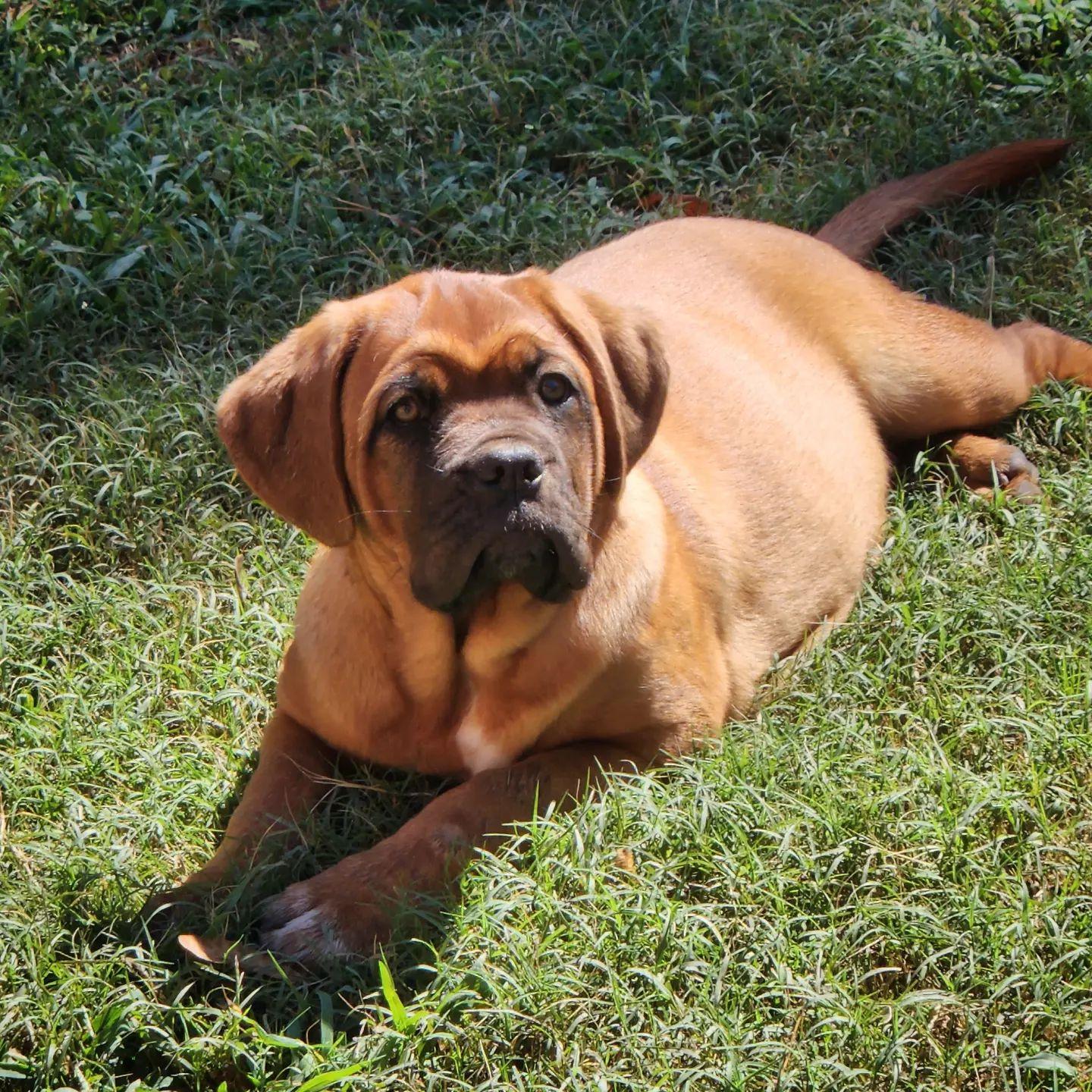 Magnificent Mastiffs of Atlanta in Georgia | Dogue de Bordeaux puppies ...