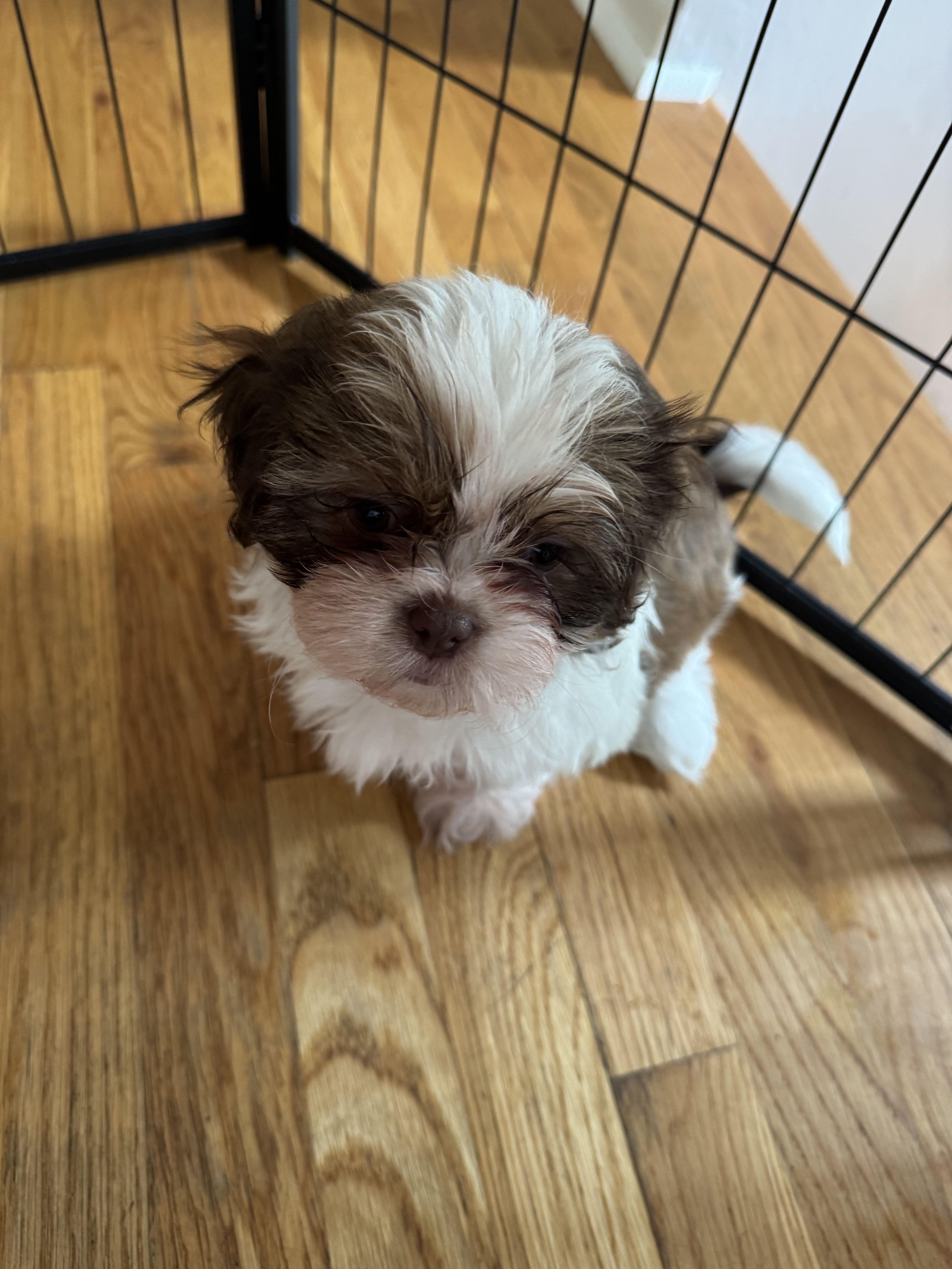 Shihtzu_NC in North Carolina | Shih Tzu puppies | Good Dog