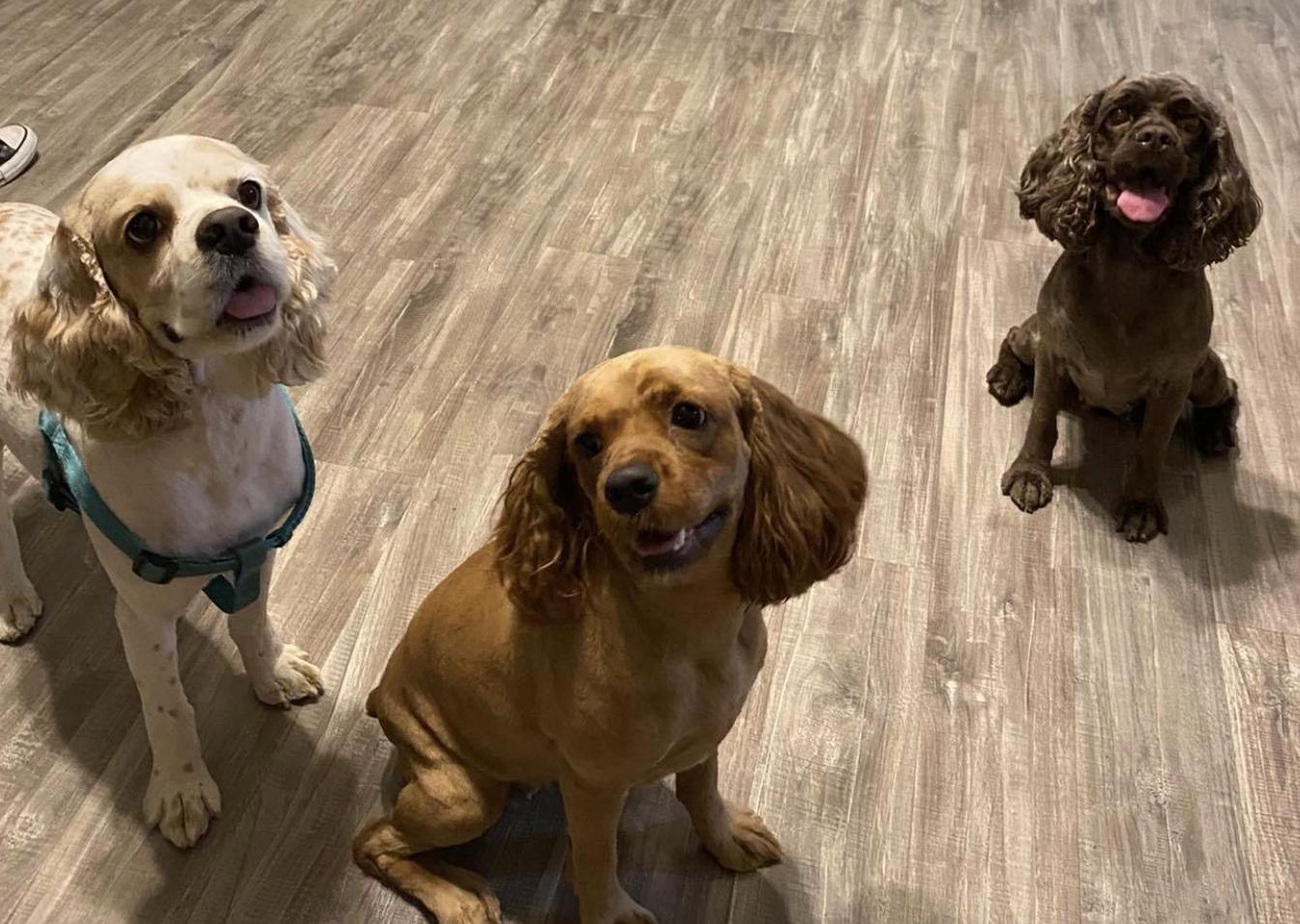 Boone Best Cocker Spaniels in Mississippi | Cocker Spaniel puppies ...
