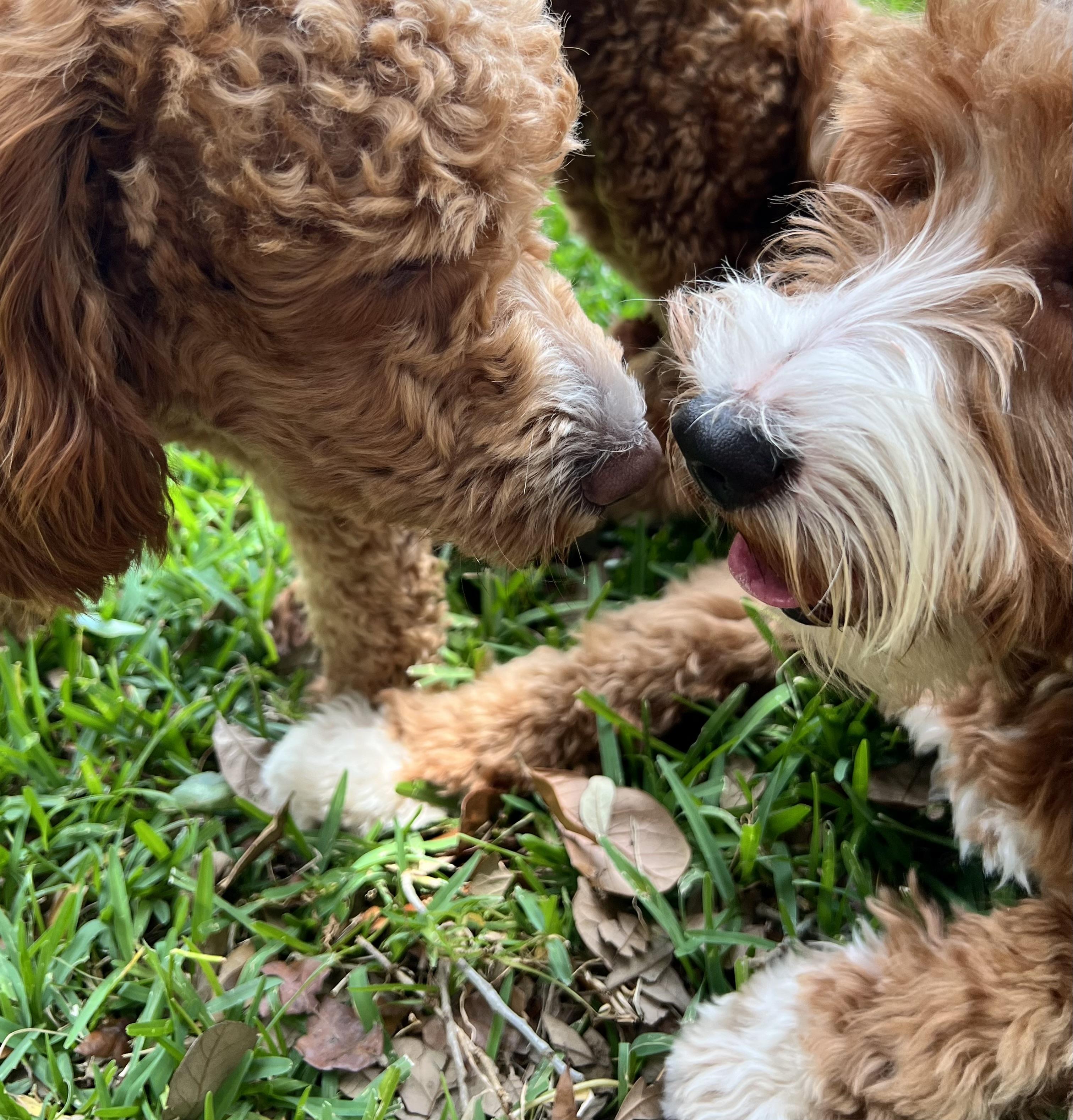 The Classic Doodle in Florida | Goldendoodle puppies | Good Dog