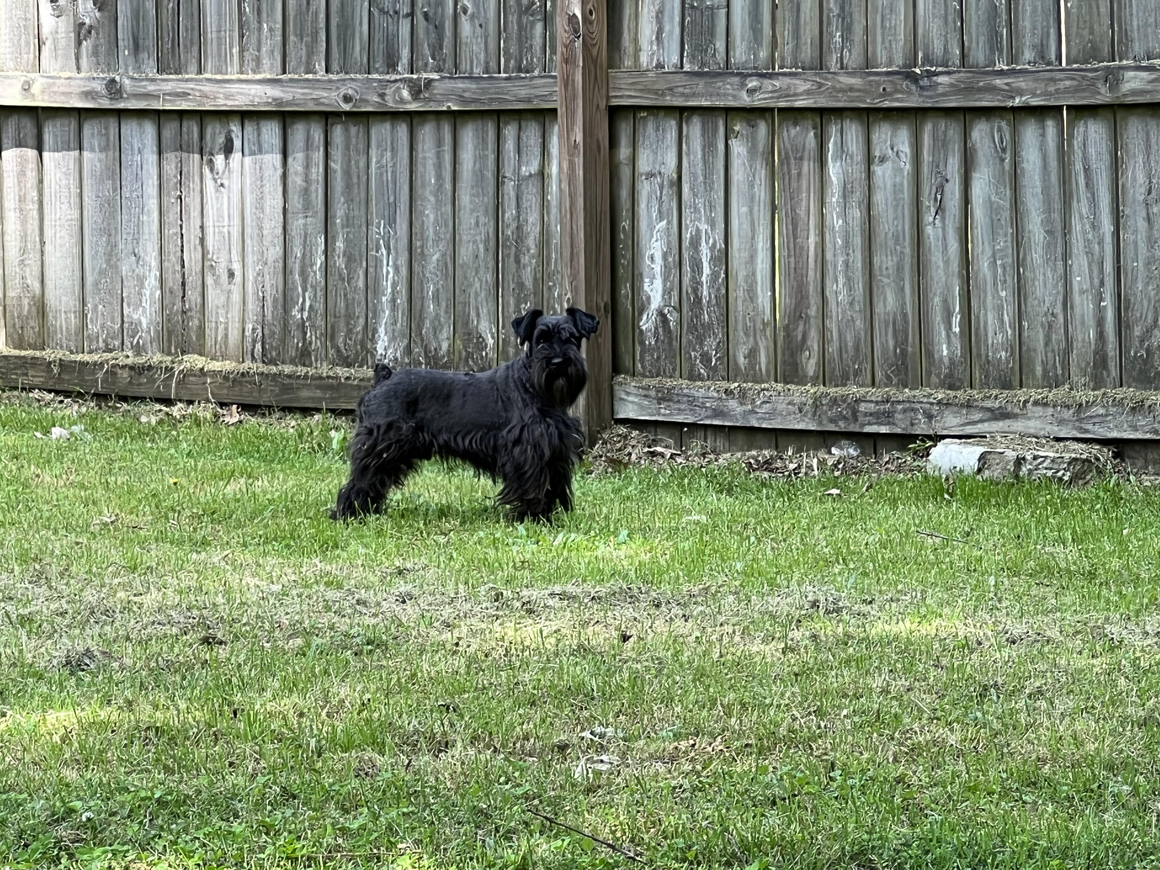 Southern Charm Miniature Schnauzers in Arkansas | Miniature Schnauzer ...