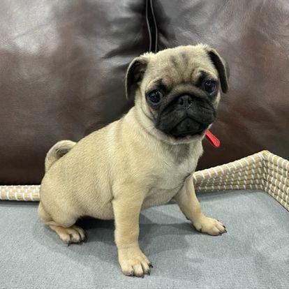 Ohana Pugs in North Carolina | Pug puppies | Good Dog