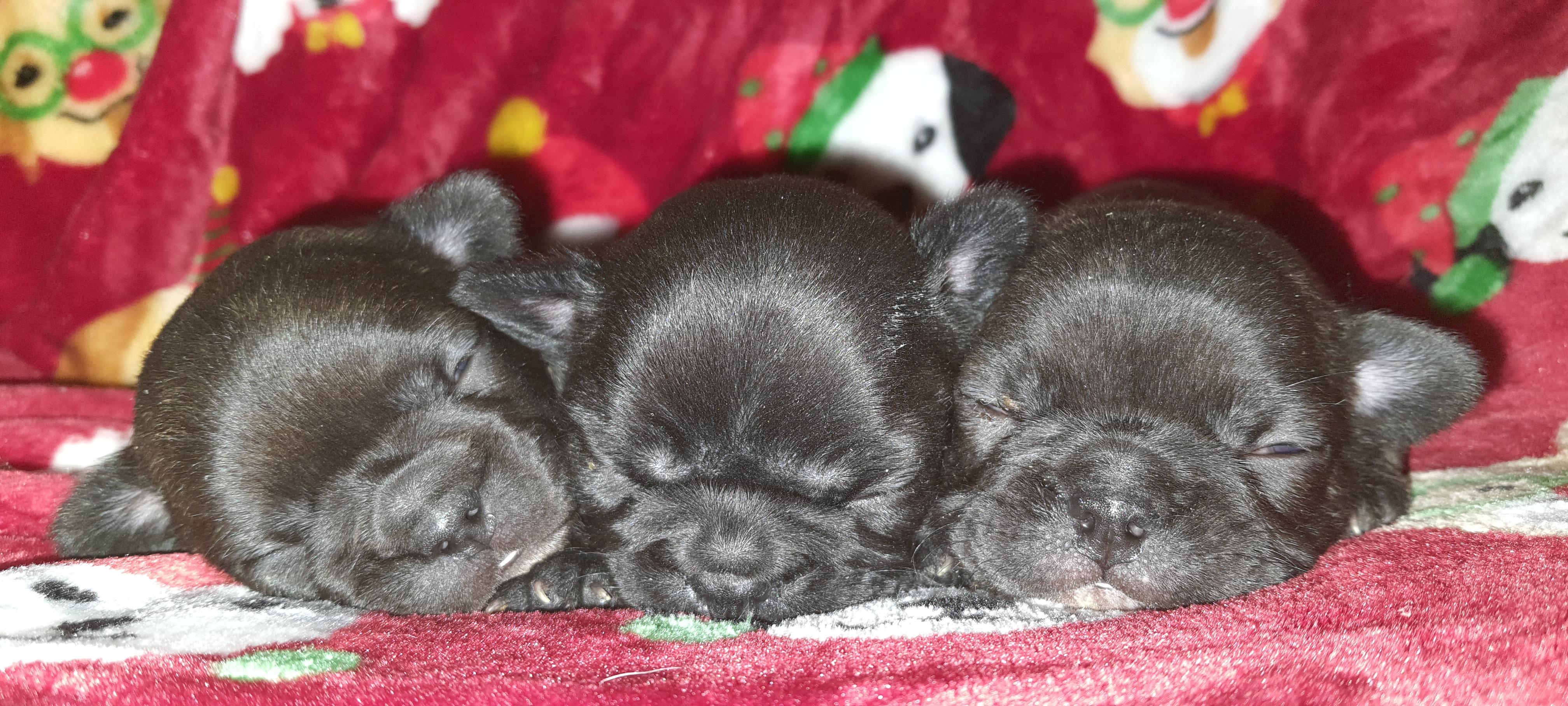 Pattys Boxers and Bulldogs in Minnesota | Boxer, Bulldog or French ...