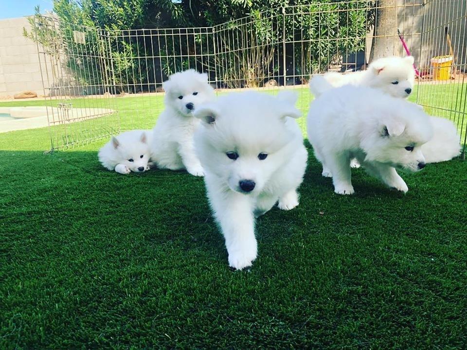 Diamond Star Samoyeds in Arizona | Samoyed puppies | Good Dog