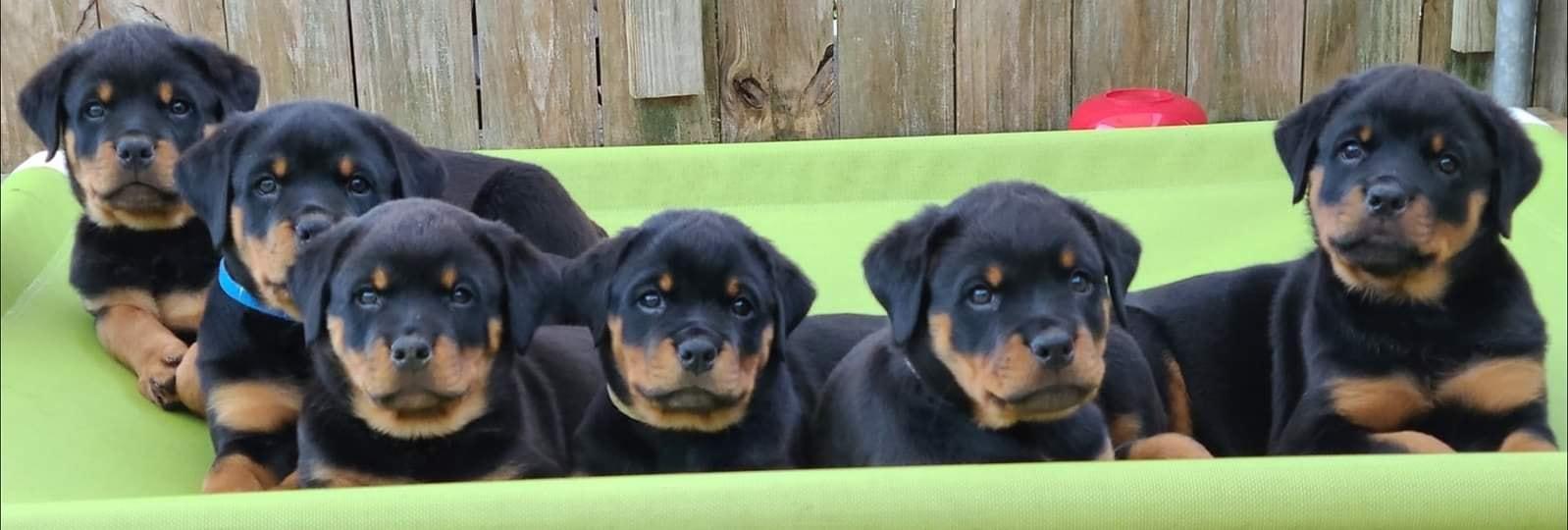 Amina Rottweilers in Florida | Rottweiler puppies | Good Dog
