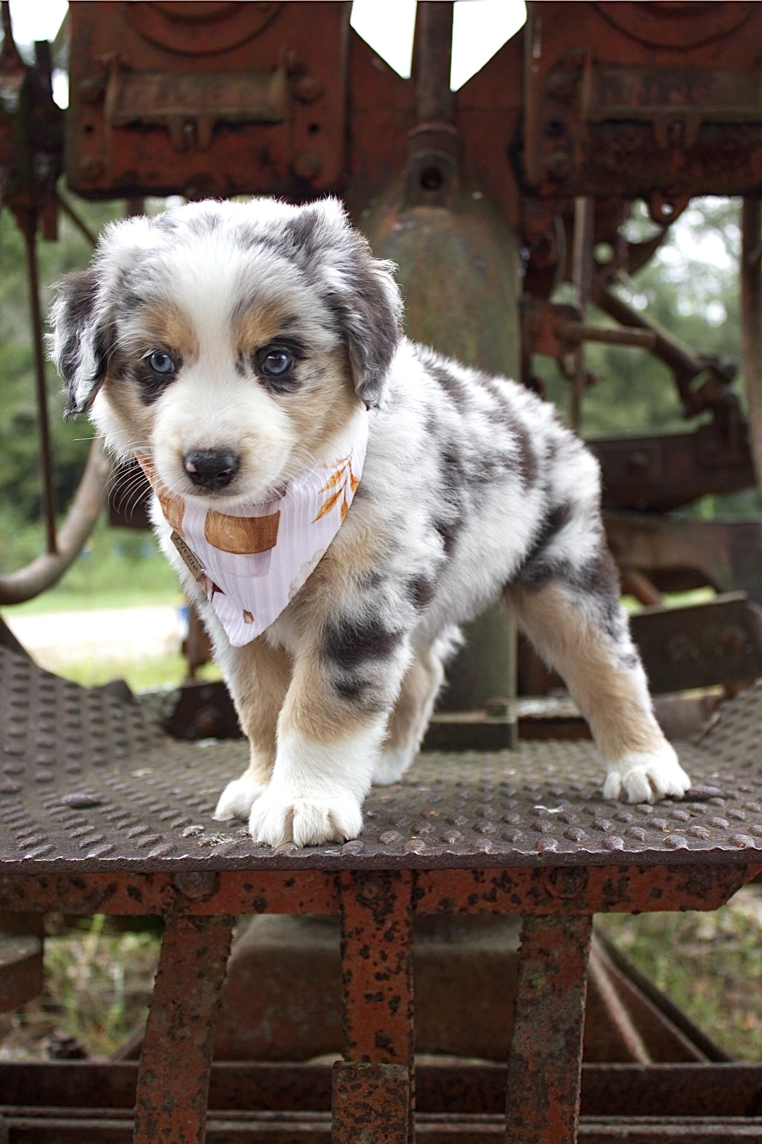Bright Star Aussies in Mississippi | Miniature Australian Shepherd ...
