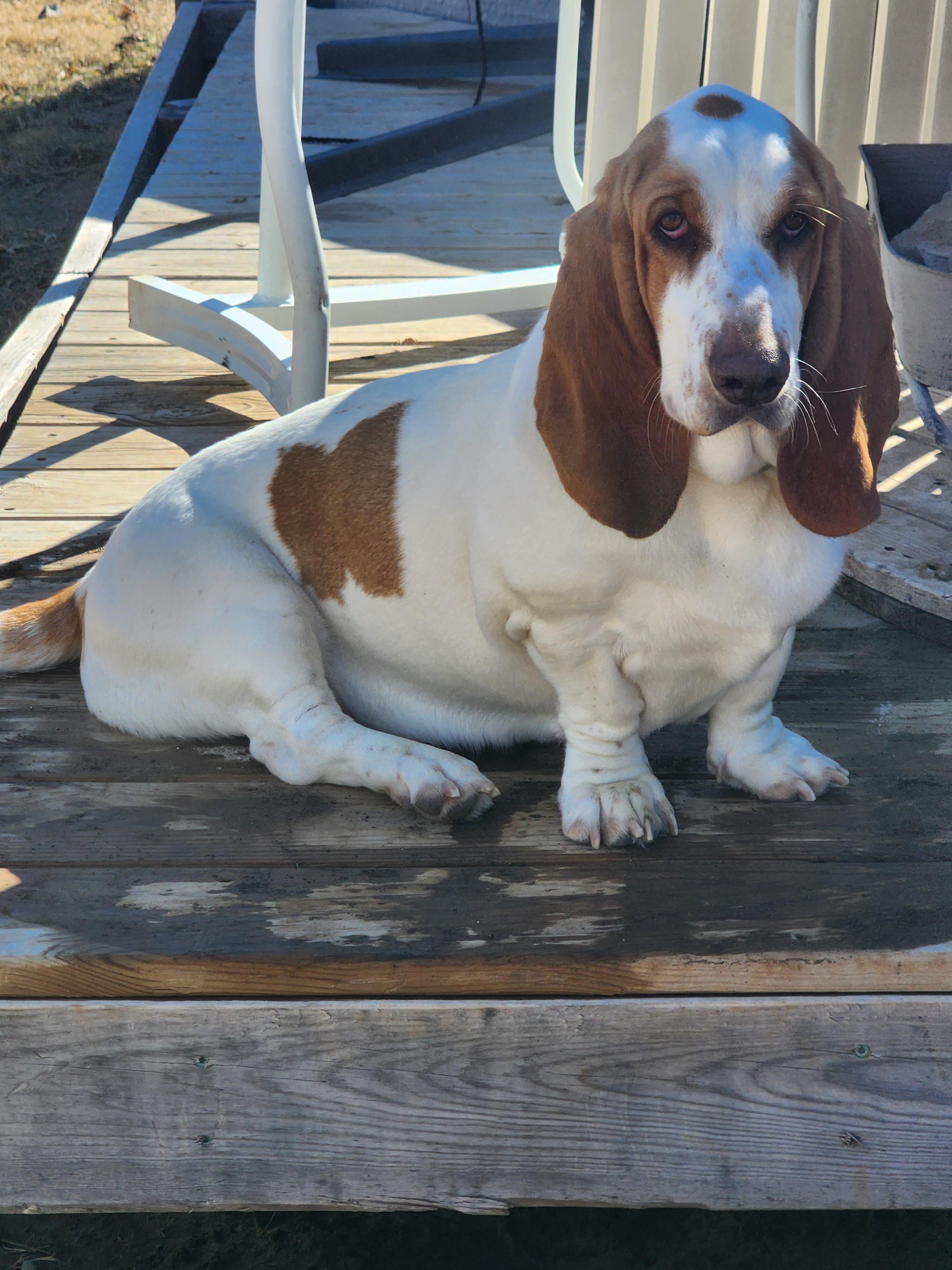 Boomer Basset Hound Babies in Oklahoma | Basset Hound puppies | Good Dog