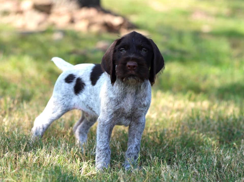 Reece GWP in Florida | German Wirehaired Pointer puppies | Good Dog