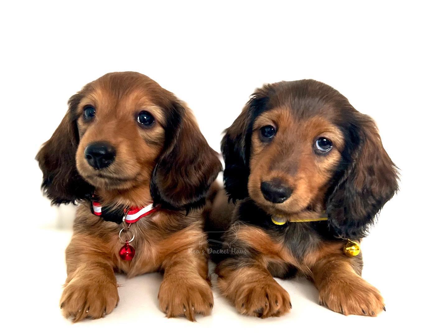 Bea’s Dackel Haüs in Missouri | Dachshund puppies | Good Dog