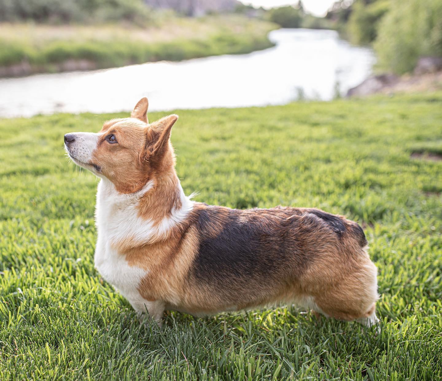 Foxie Moxie Corgis in Oregon | Pembroke Welsh Corgi puppies | Good Dog