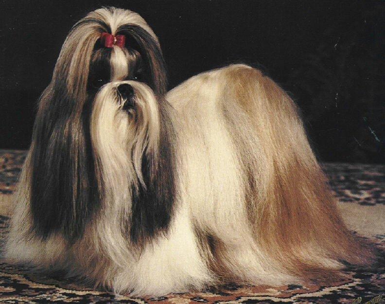 Sing-Yu Shih Tzu in Arizona | Shih Tzu puppies | Good Dog
