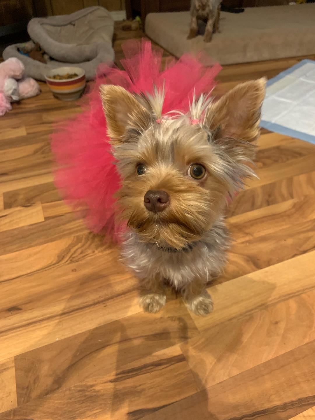 Jane’s Yorkies in Oklahoma | Yorkshire Terrier puppies | Good Dog