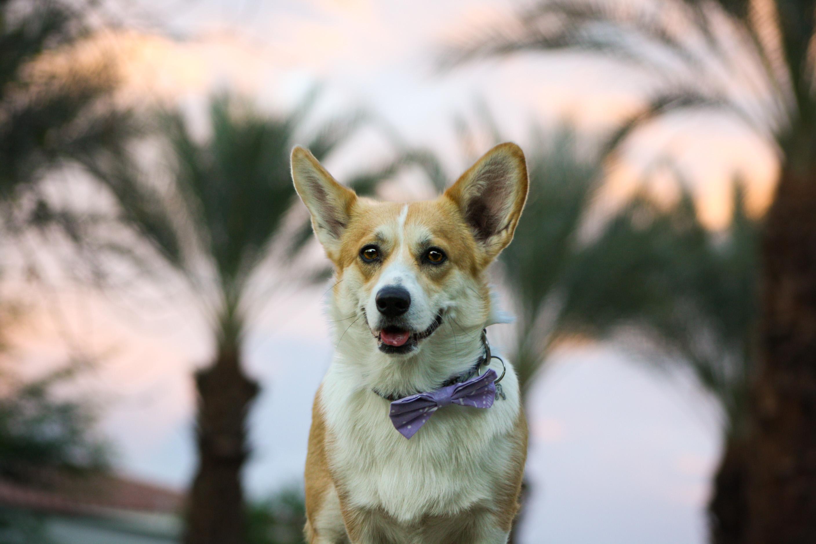Blue Sky Corgis in Idaho | Pembroke Welsh Corgi puppies | Good Dog