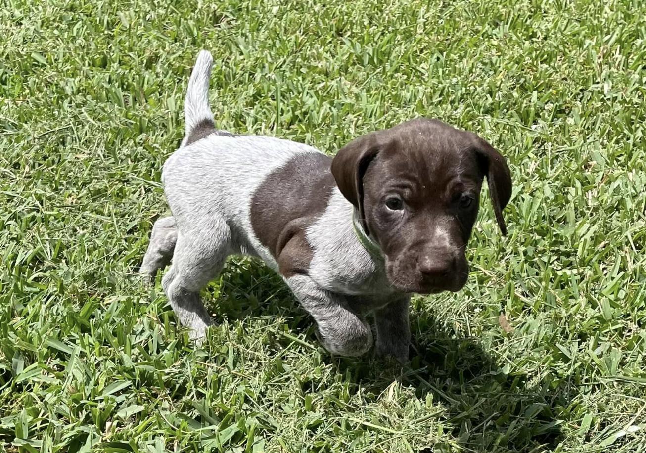 Texas Bay Area Pointers in Texas | German Shorthaired Pointer puppies ...