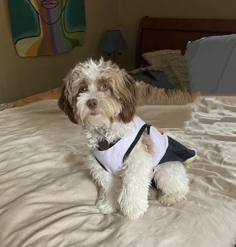 Tulibear Cockapoos of NY & NJ in New York | Cockapoo puppies | Good Dog